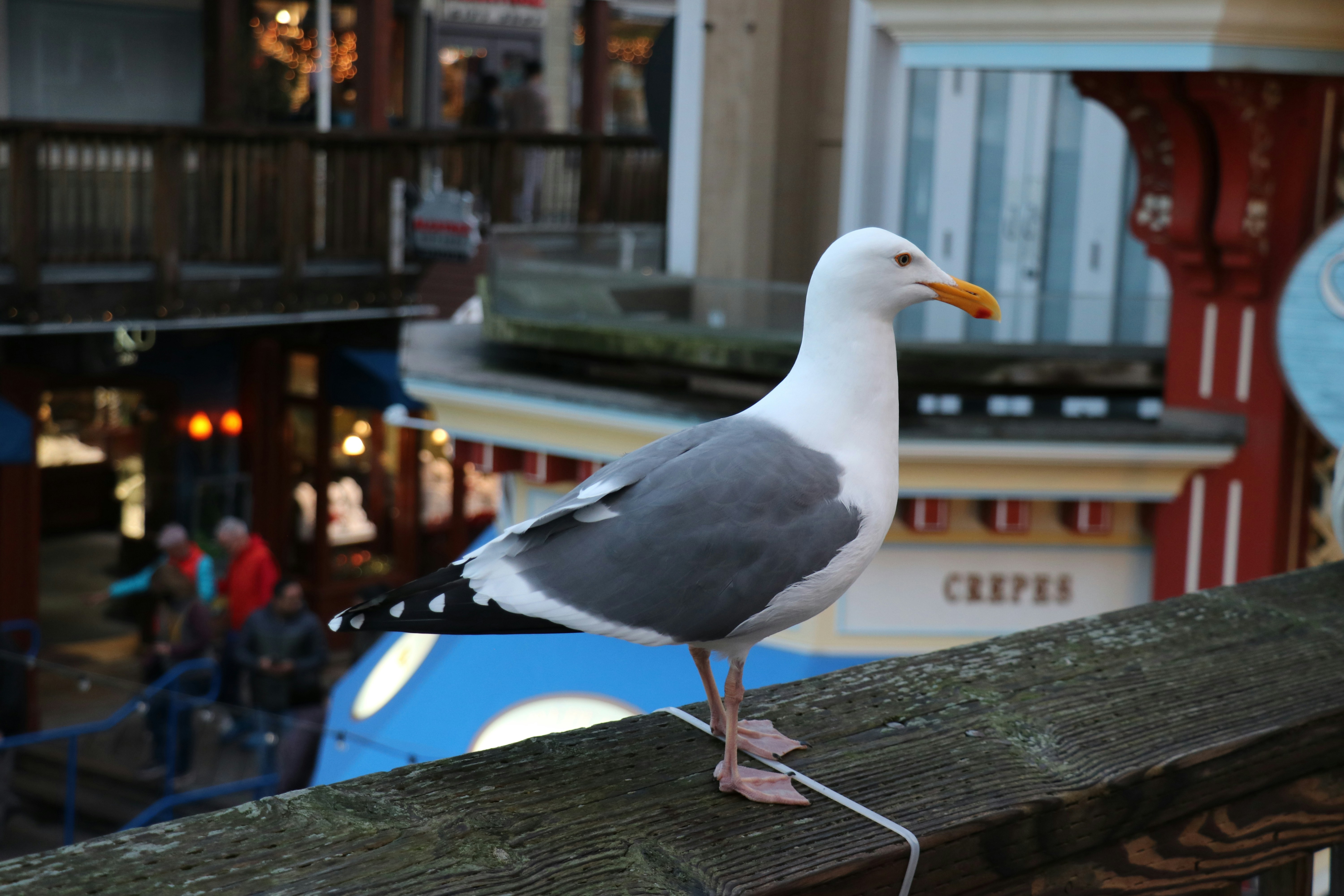 a seagull is standing on a wooden railing
