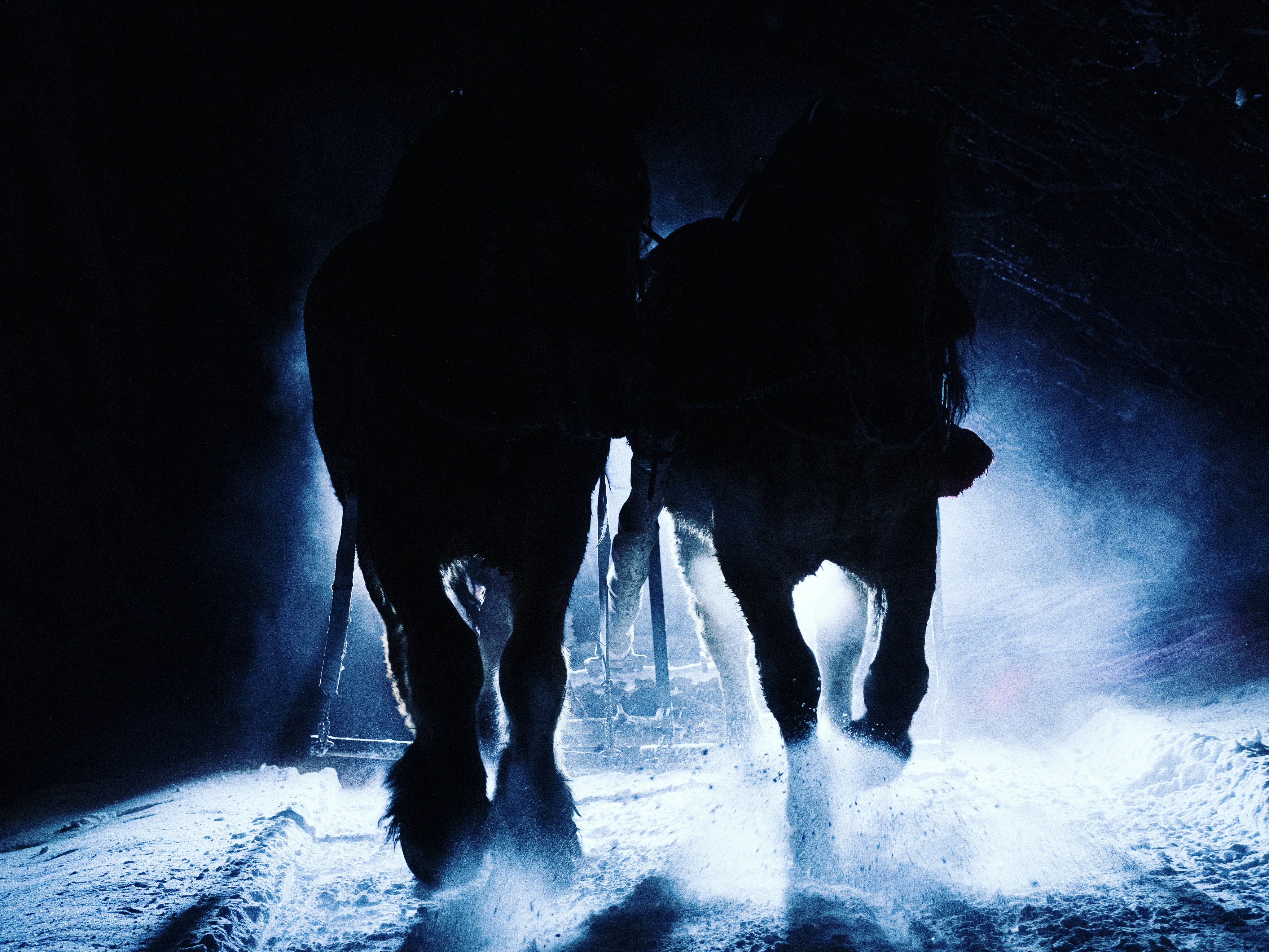 A couple of horses that are walking in the snow photo – Free Horse Image on Unsplash