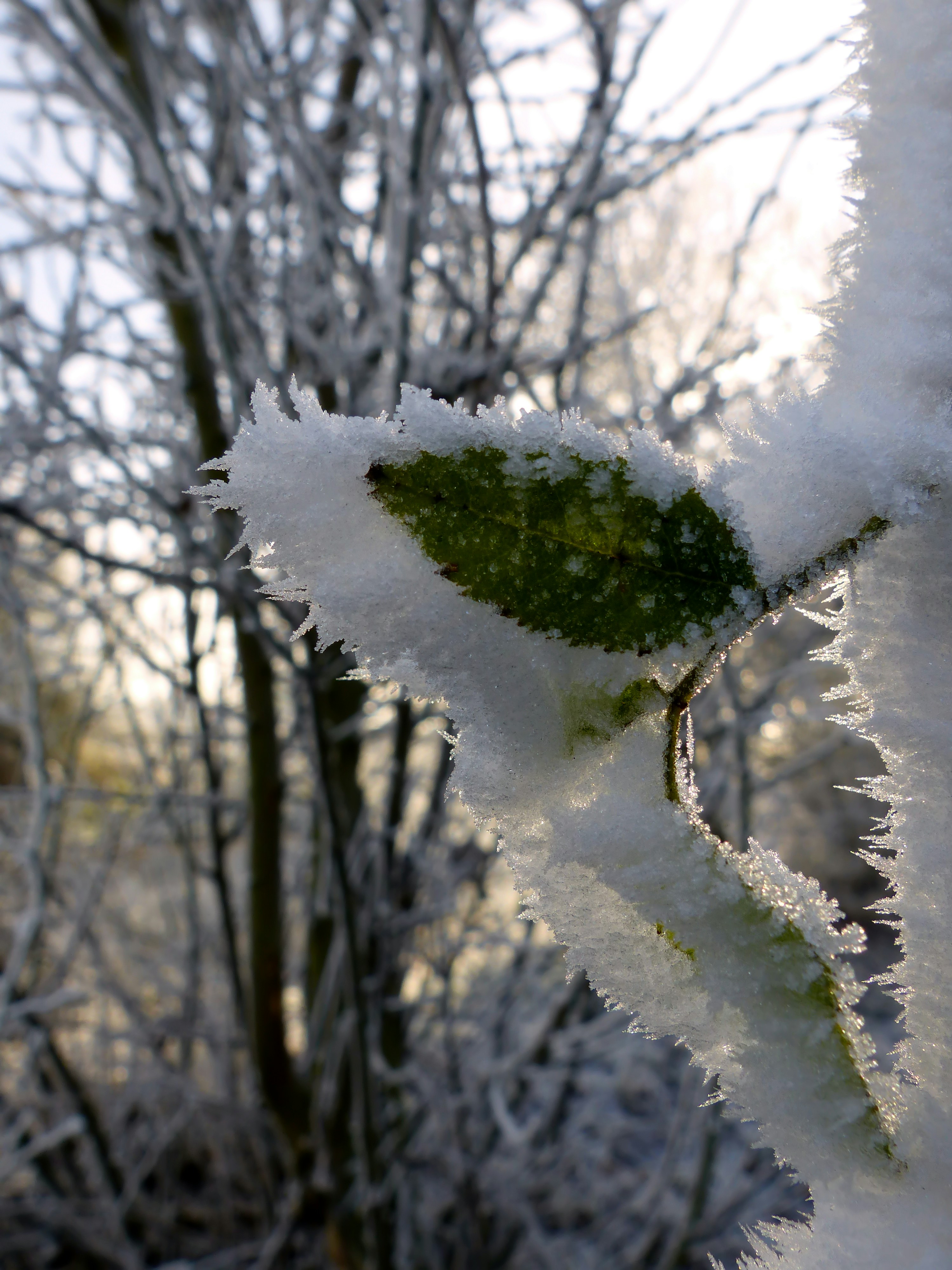 A close up of a leaf covered in snow photo – Free Nature Image on Unsplash