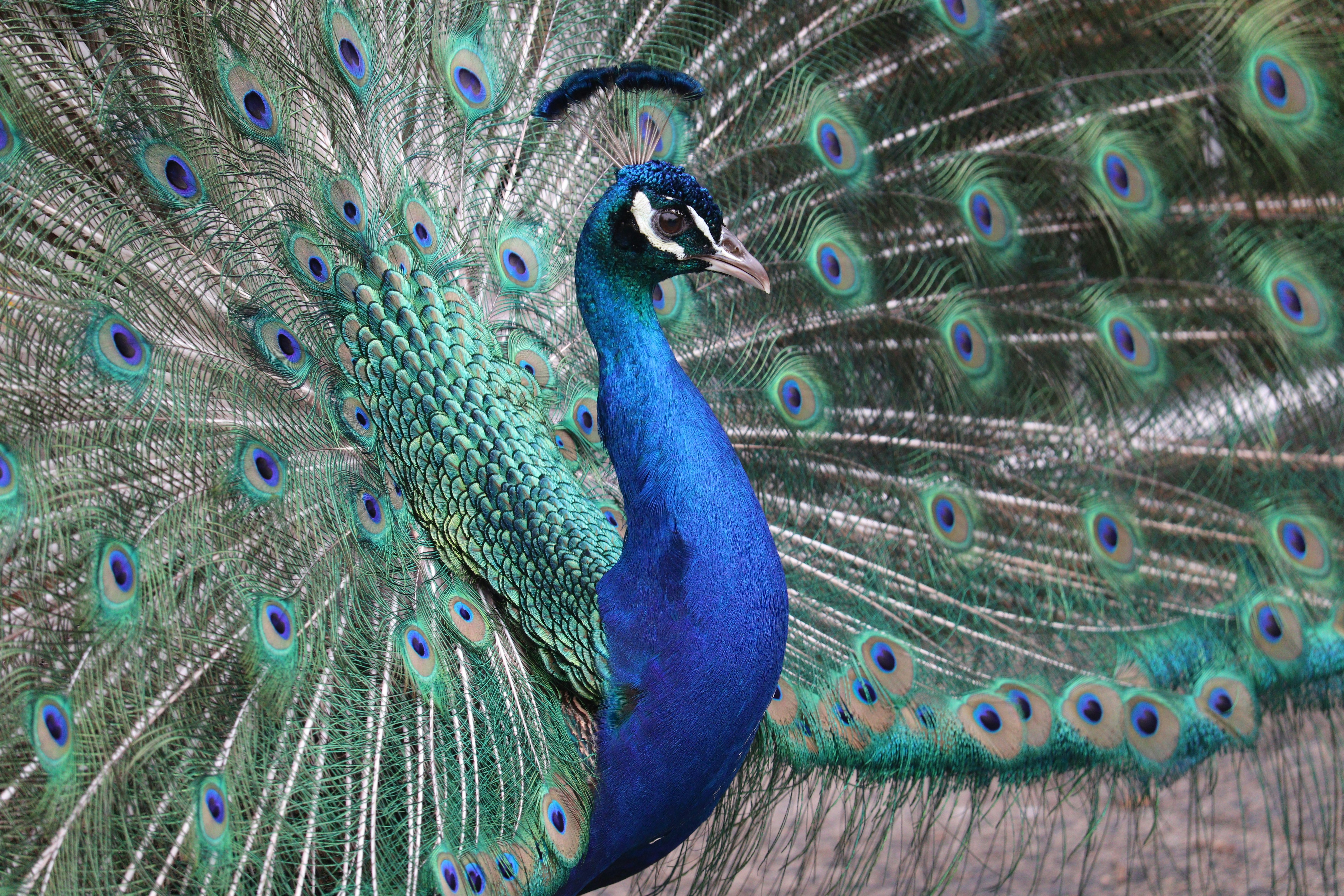 Photo by sandeep sapkota with Canon EOS 200D