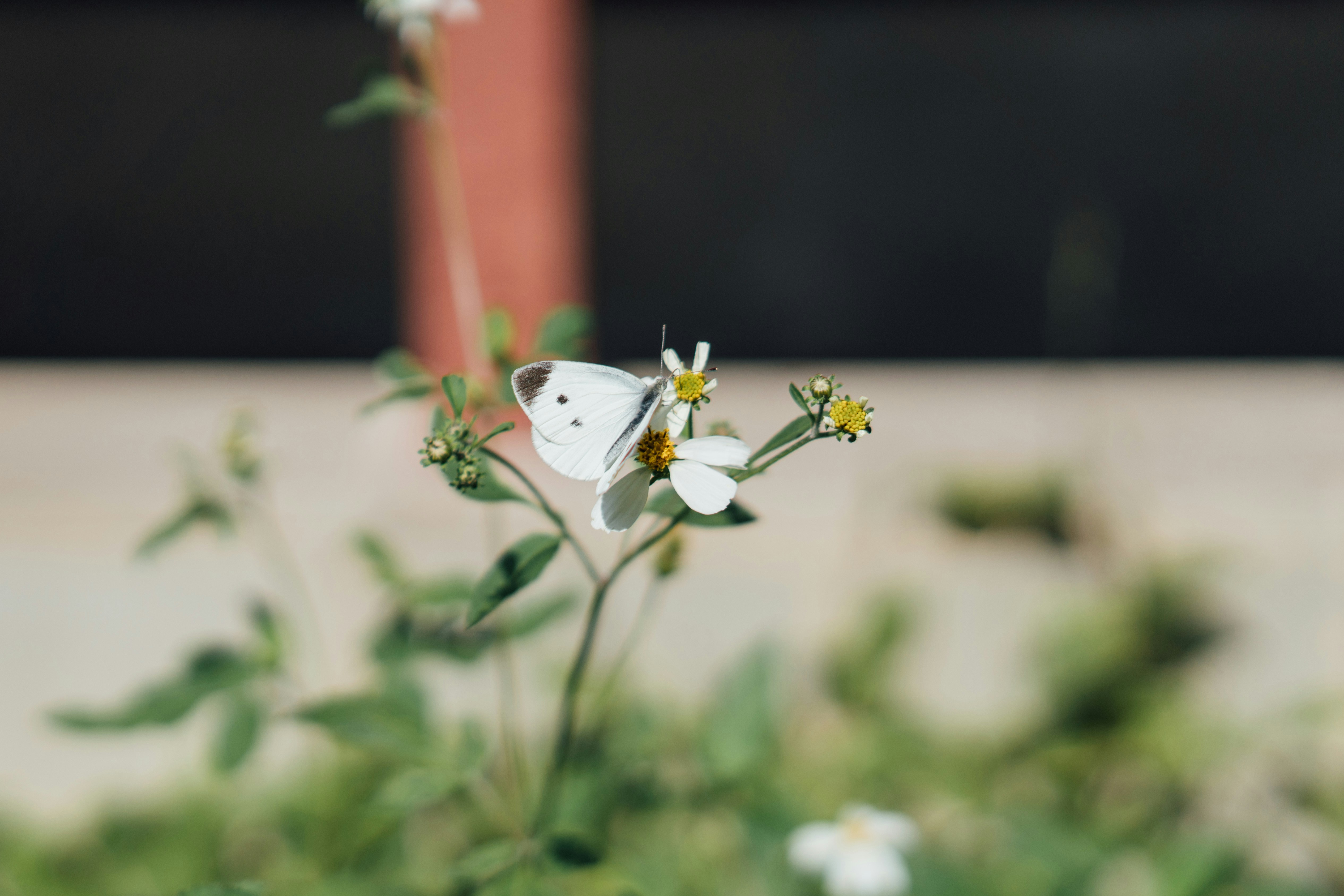 White butterfly on a small daisylike bloom in a sunlit garden