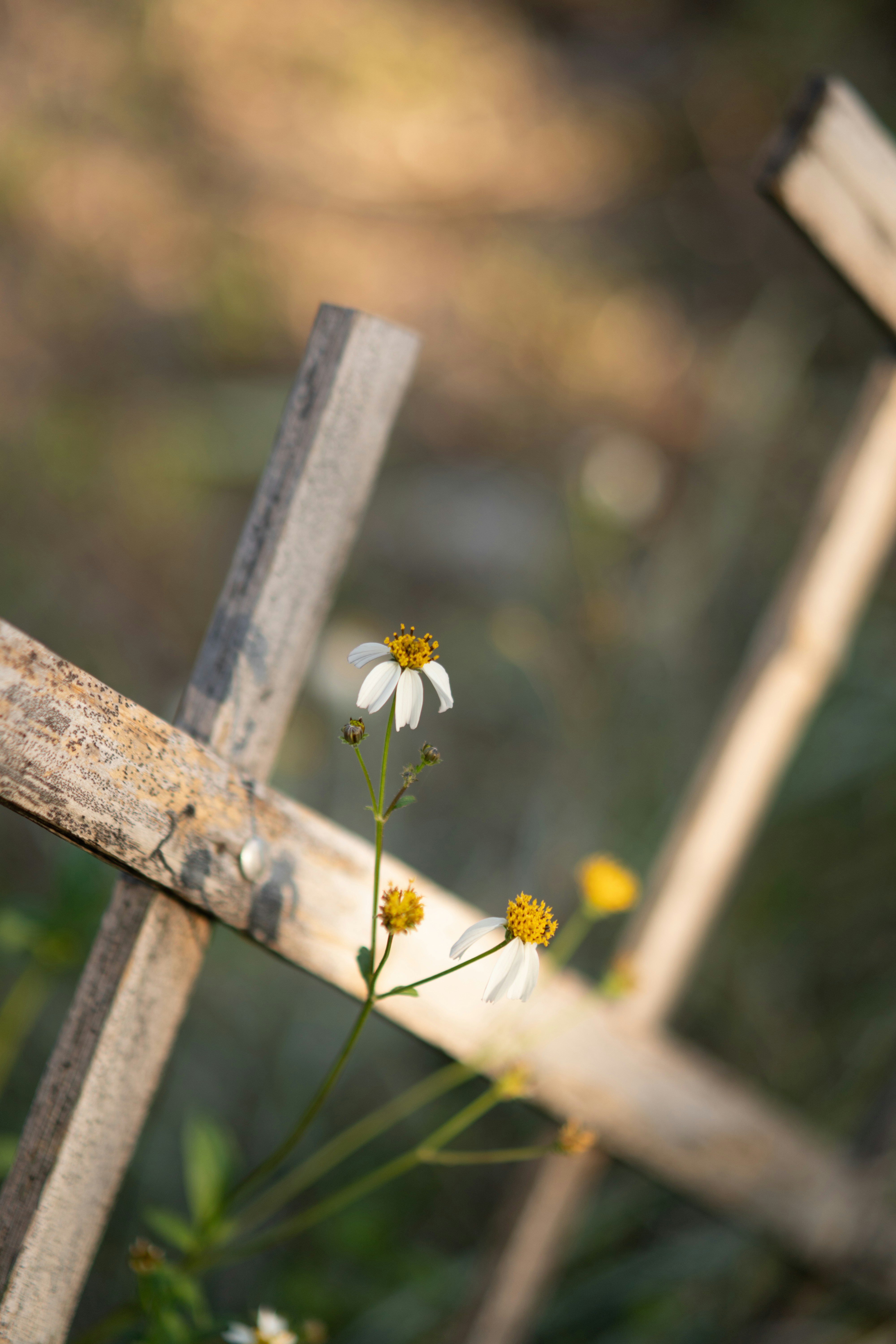 A wooden cross with flowers growing out of it photo – Free Flower Image ...