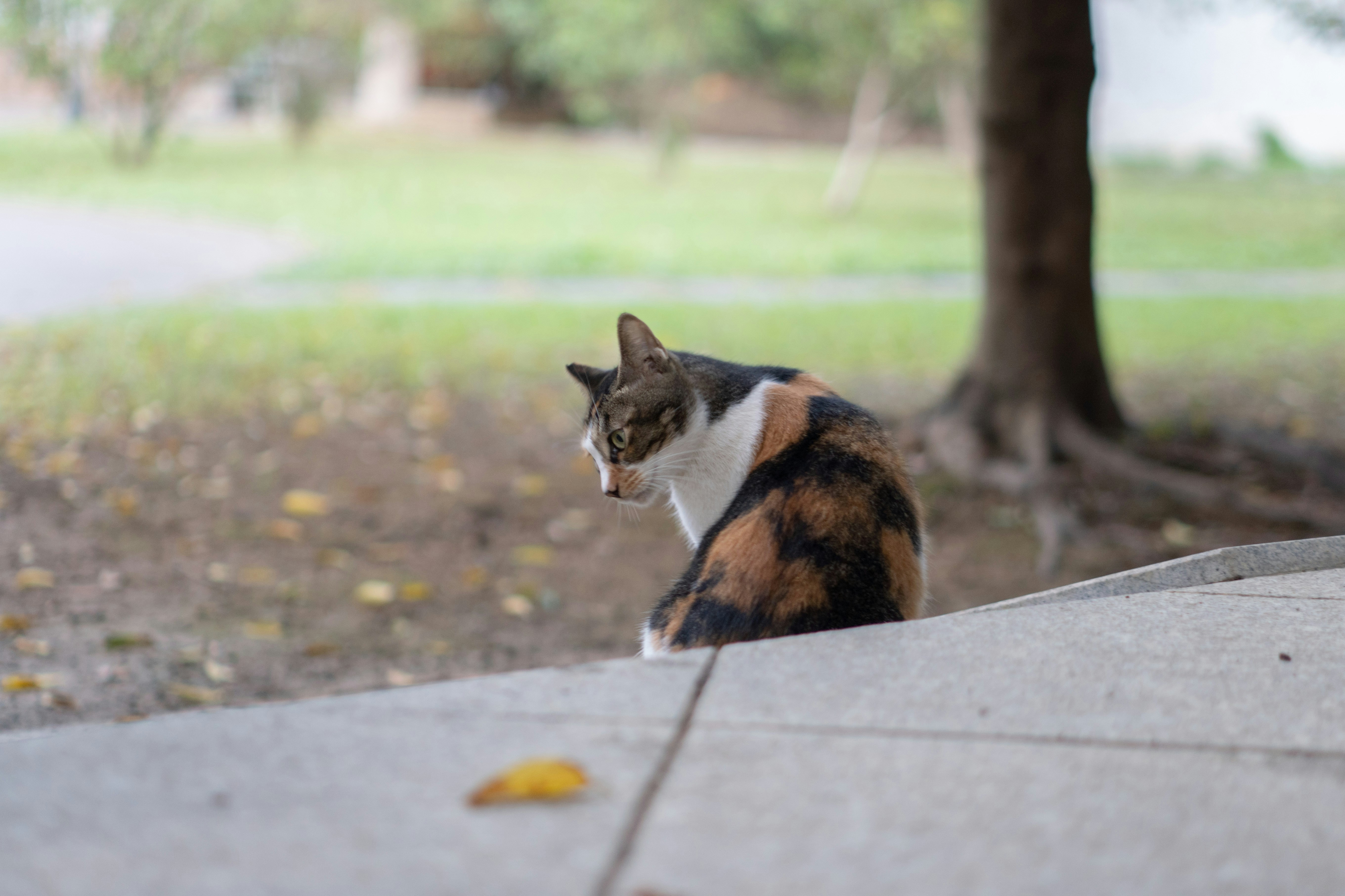 Un chat calicot assis sur un trottoir à côté d’un arbre photo – Photo ...