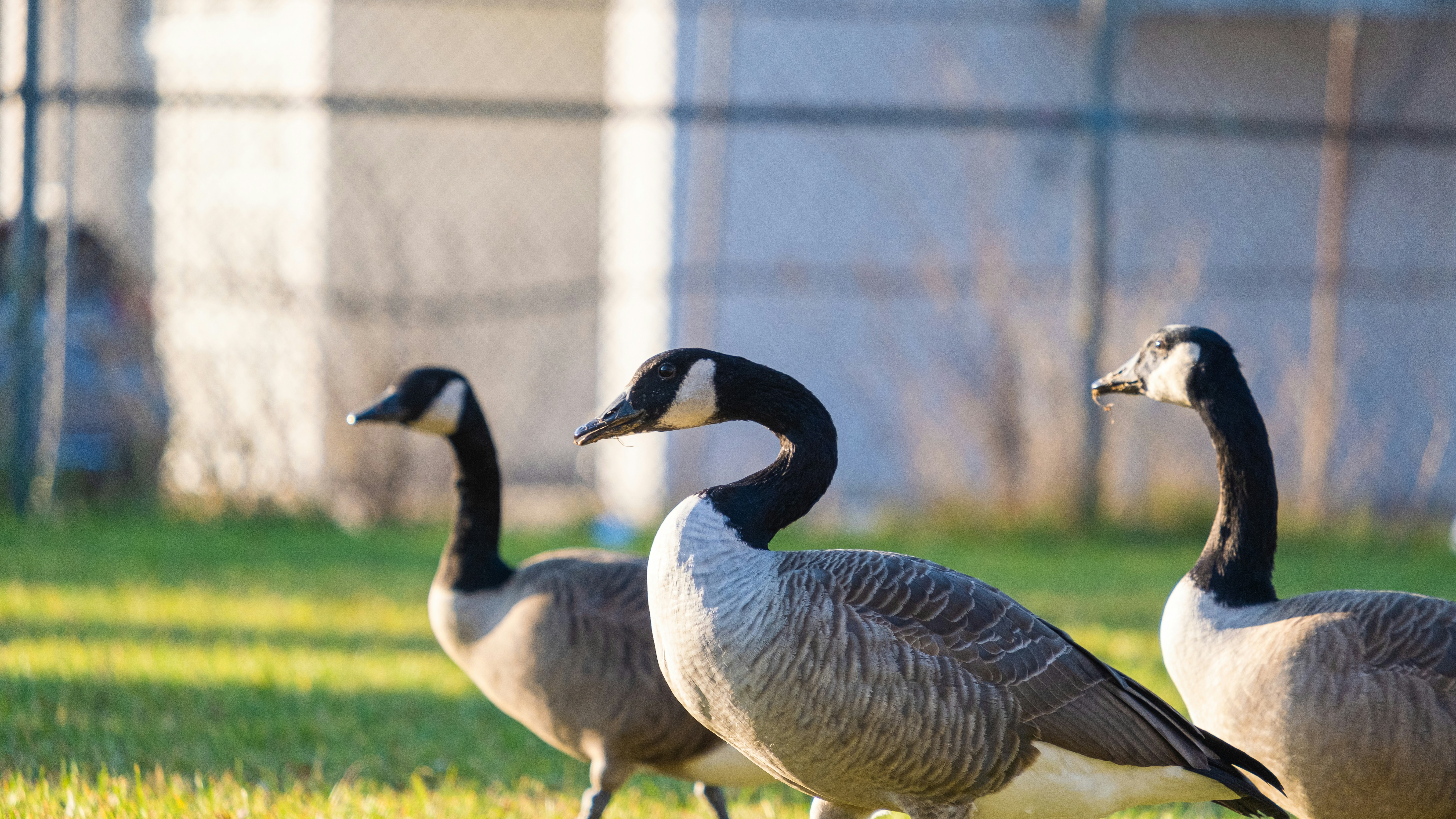 Three geese are walking in the grass near a fence photo – Free Toronto ...