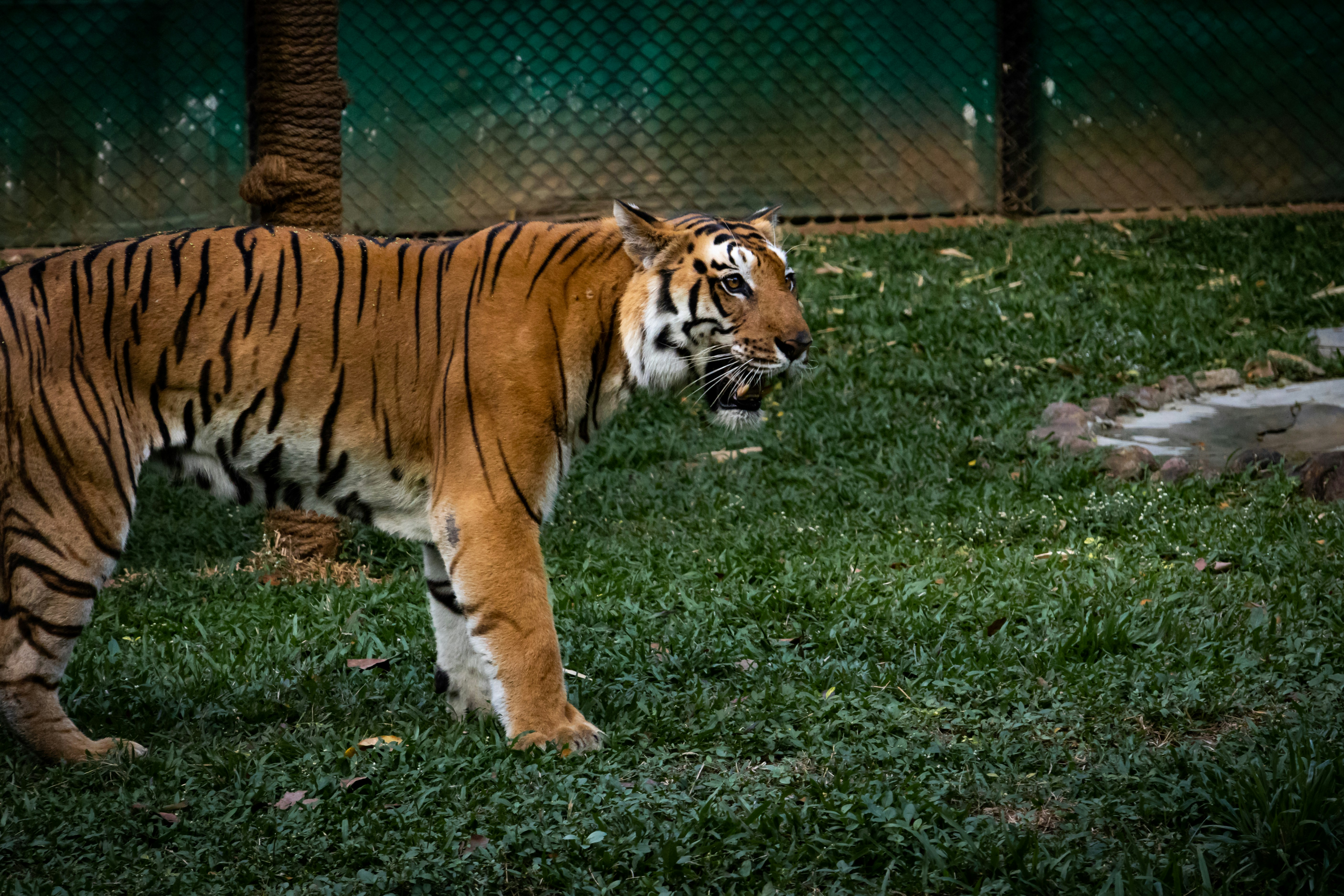 a tiger is standing in the grass near a fence