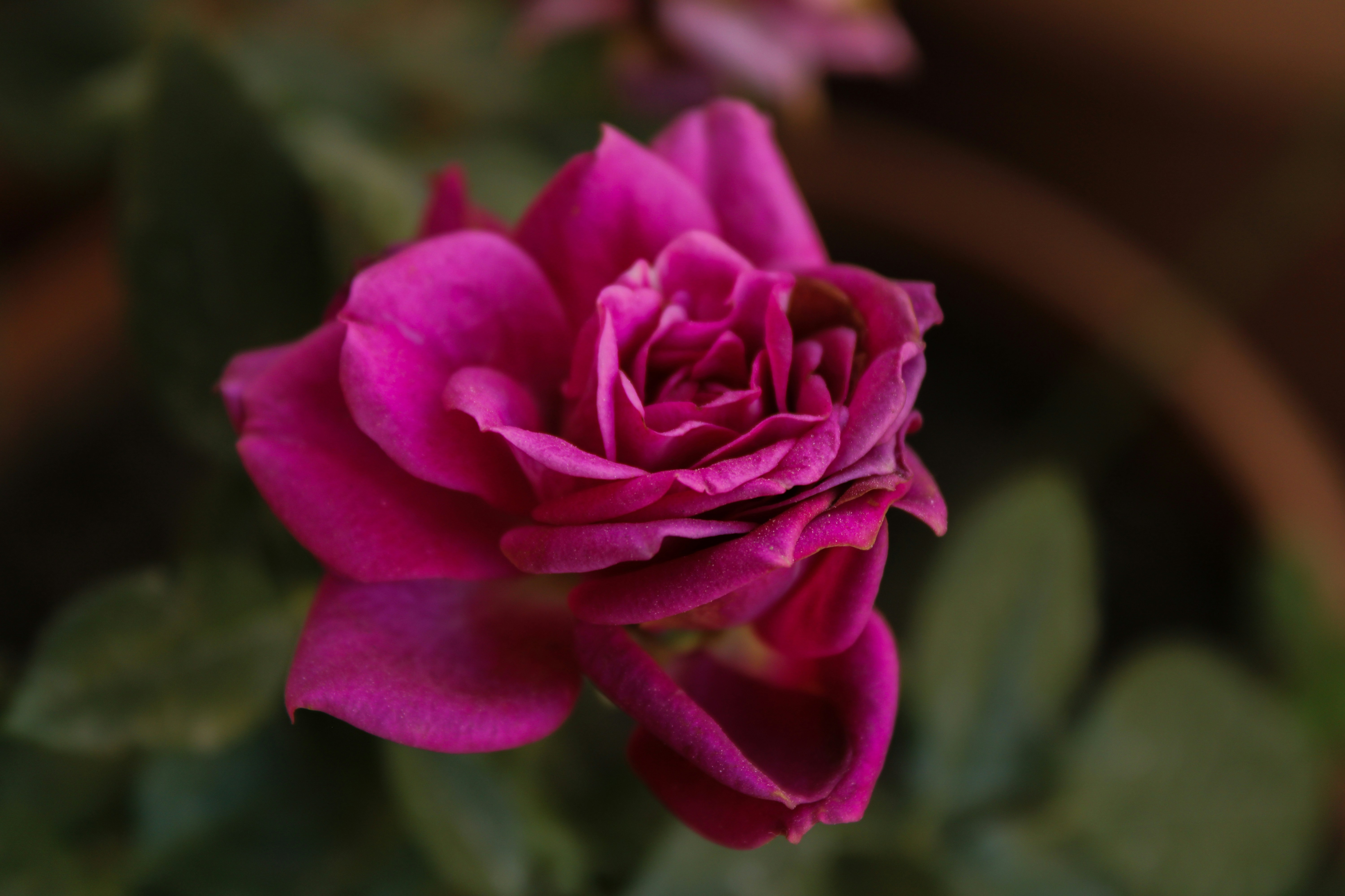 Petals in Soft Focus: a Close-Up Rose Amid Velvet Blur