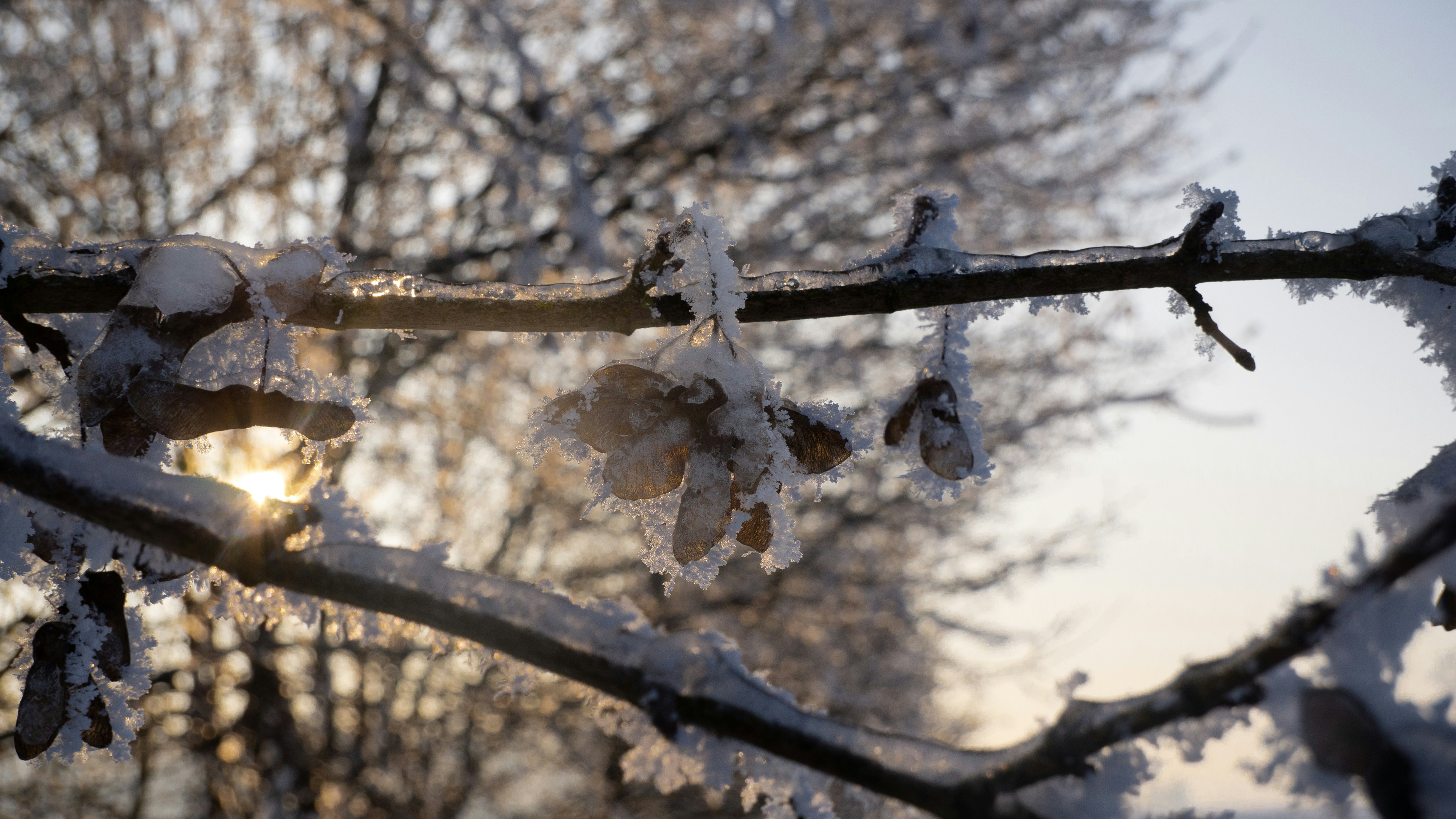 Sunlit Snow-Cloaked Branches Framed by Winter Morning Light