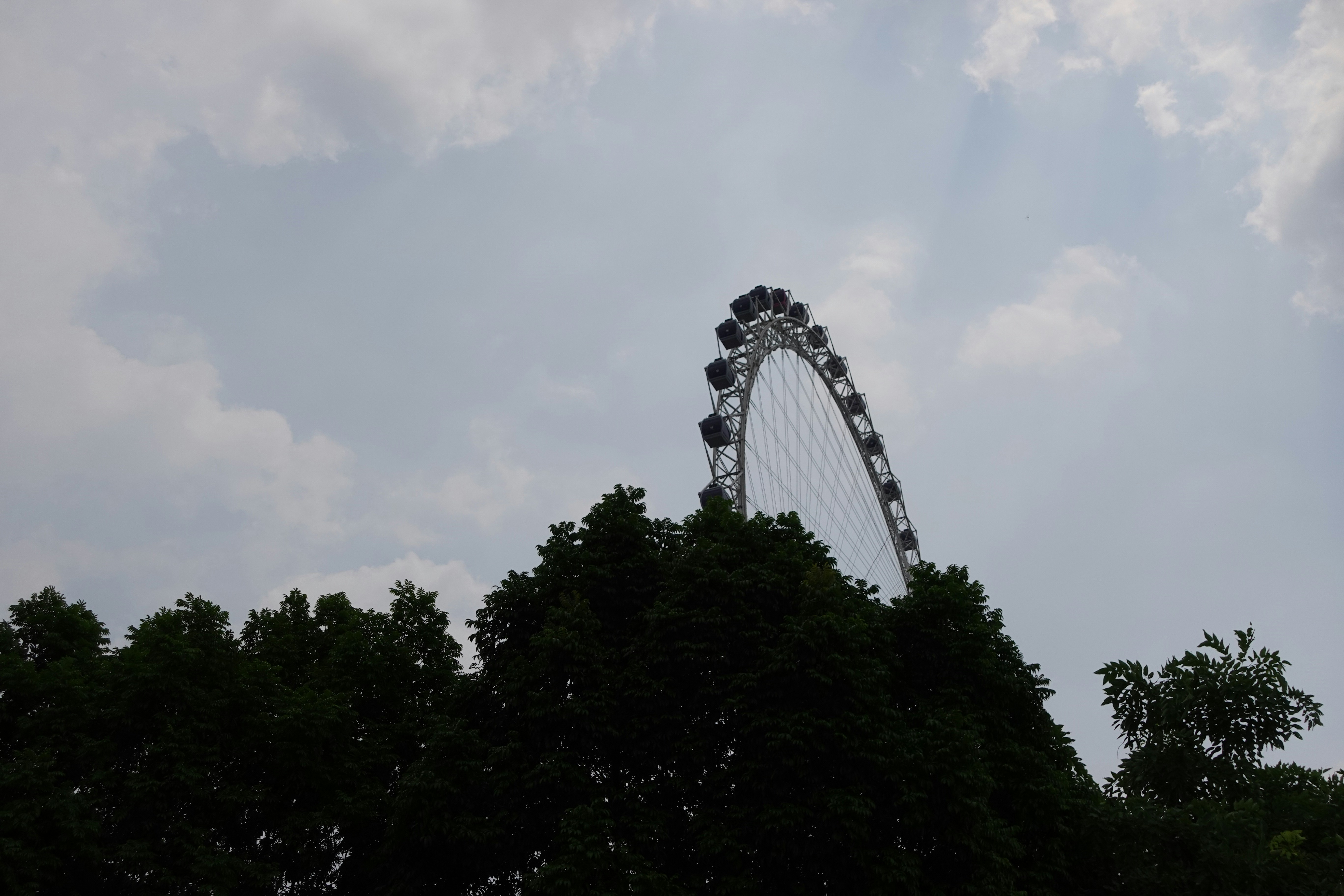 Ferris Wheel Emergence: A Quiet Peak Above the Canopy
