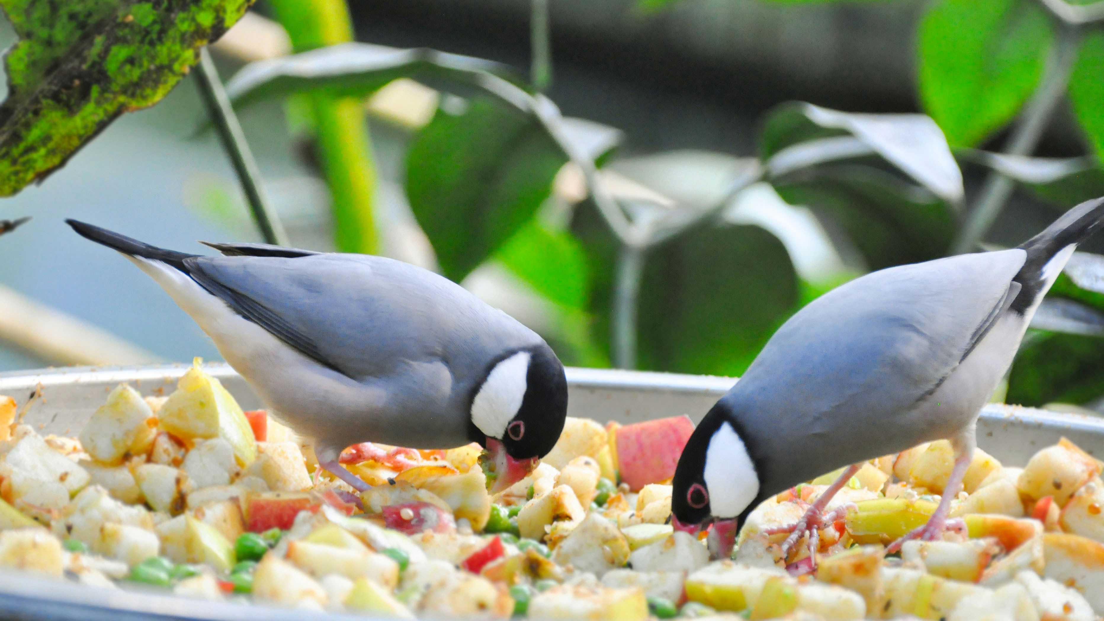 Two birds eating food out of a bowl photo – Free Animal Image on Unsplash