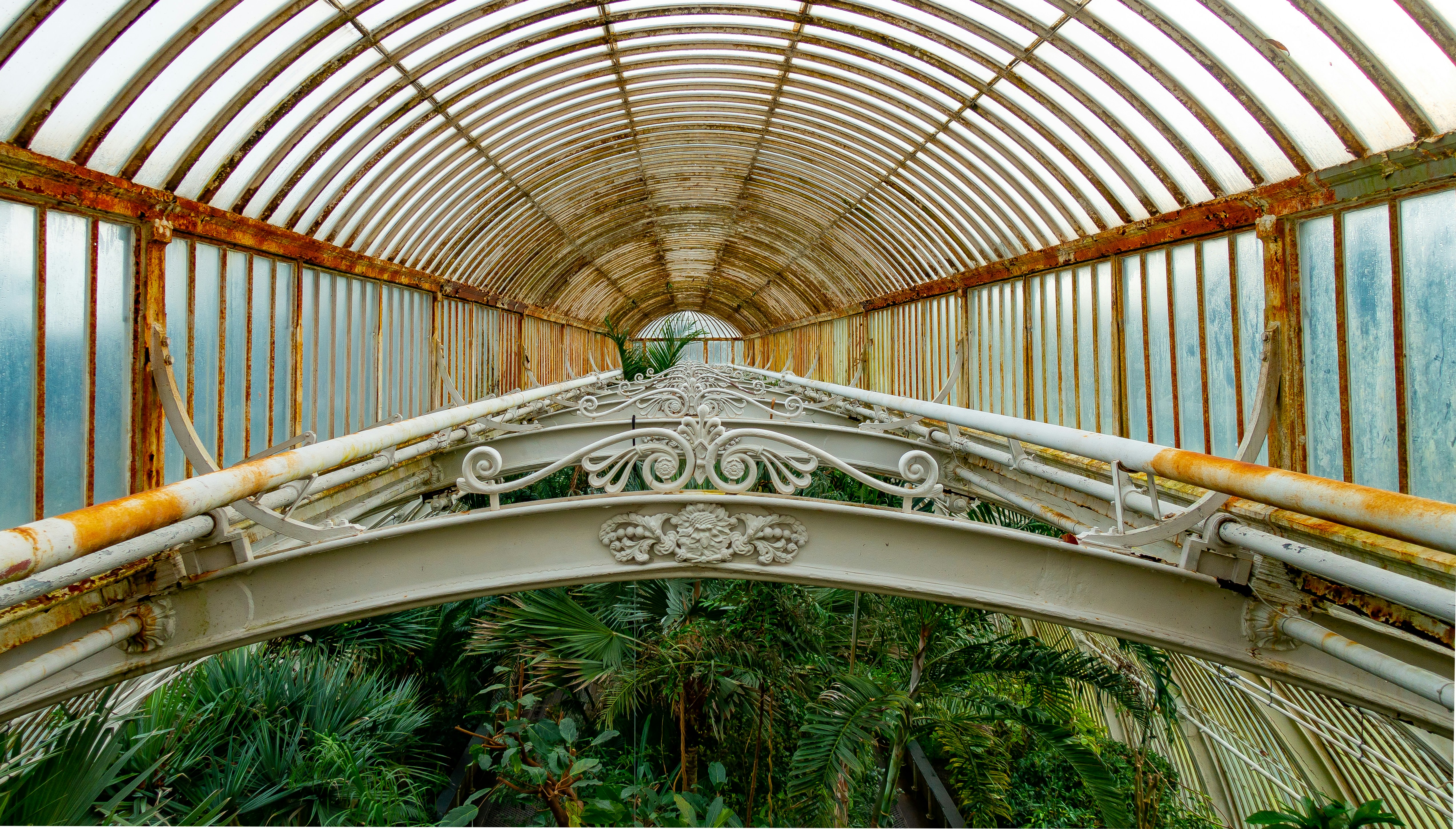 a bridge that is in the middle of some plants