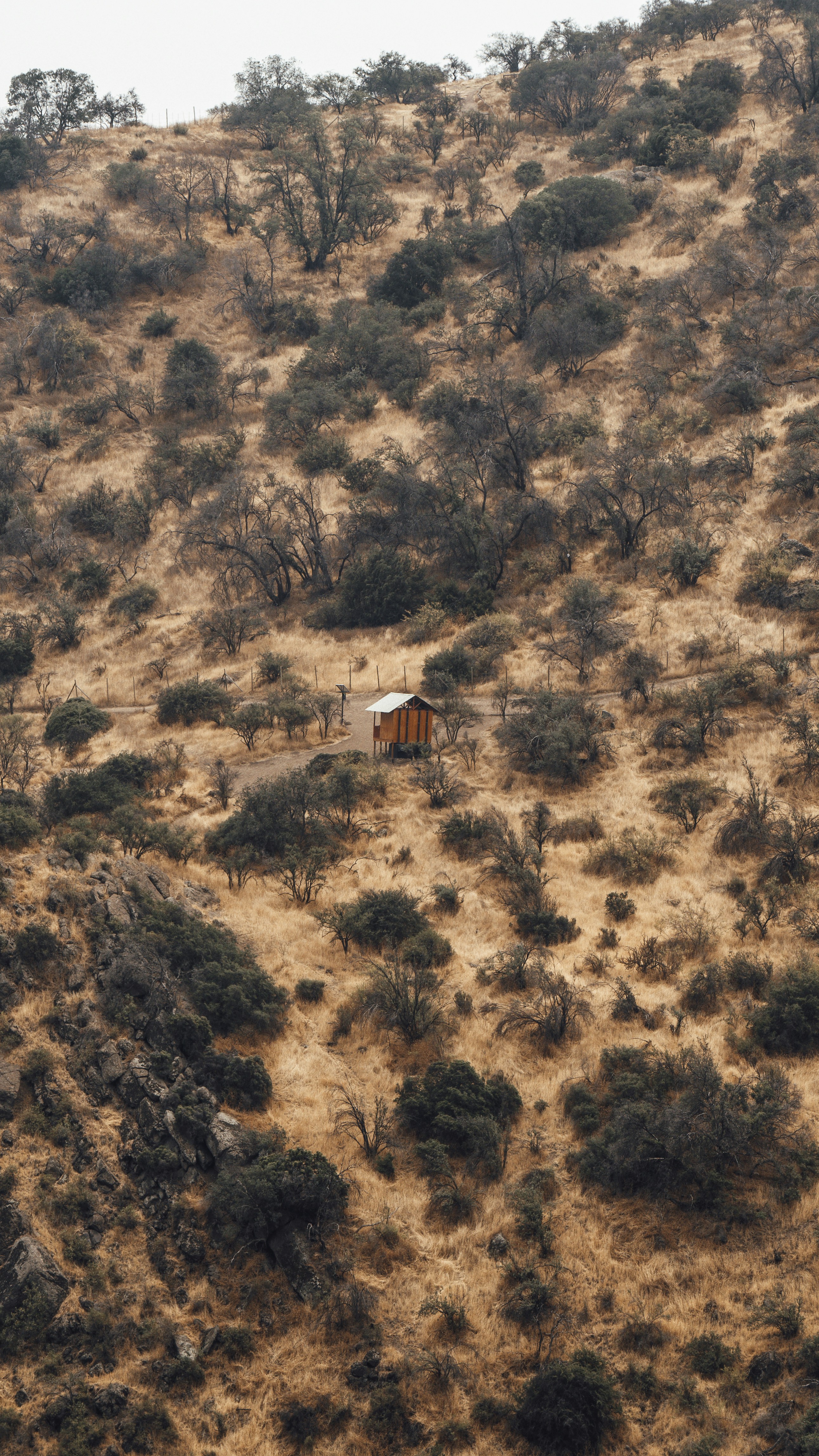 Solitary cabin perched on a sunbaked hillside among scrubby oaks