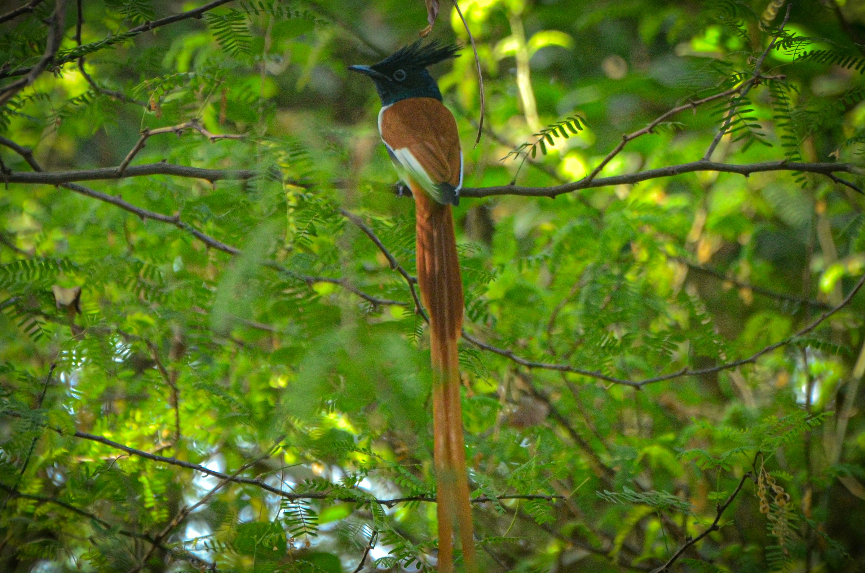 Ember-Tailed Sentinel in a Sunlit Canopy
