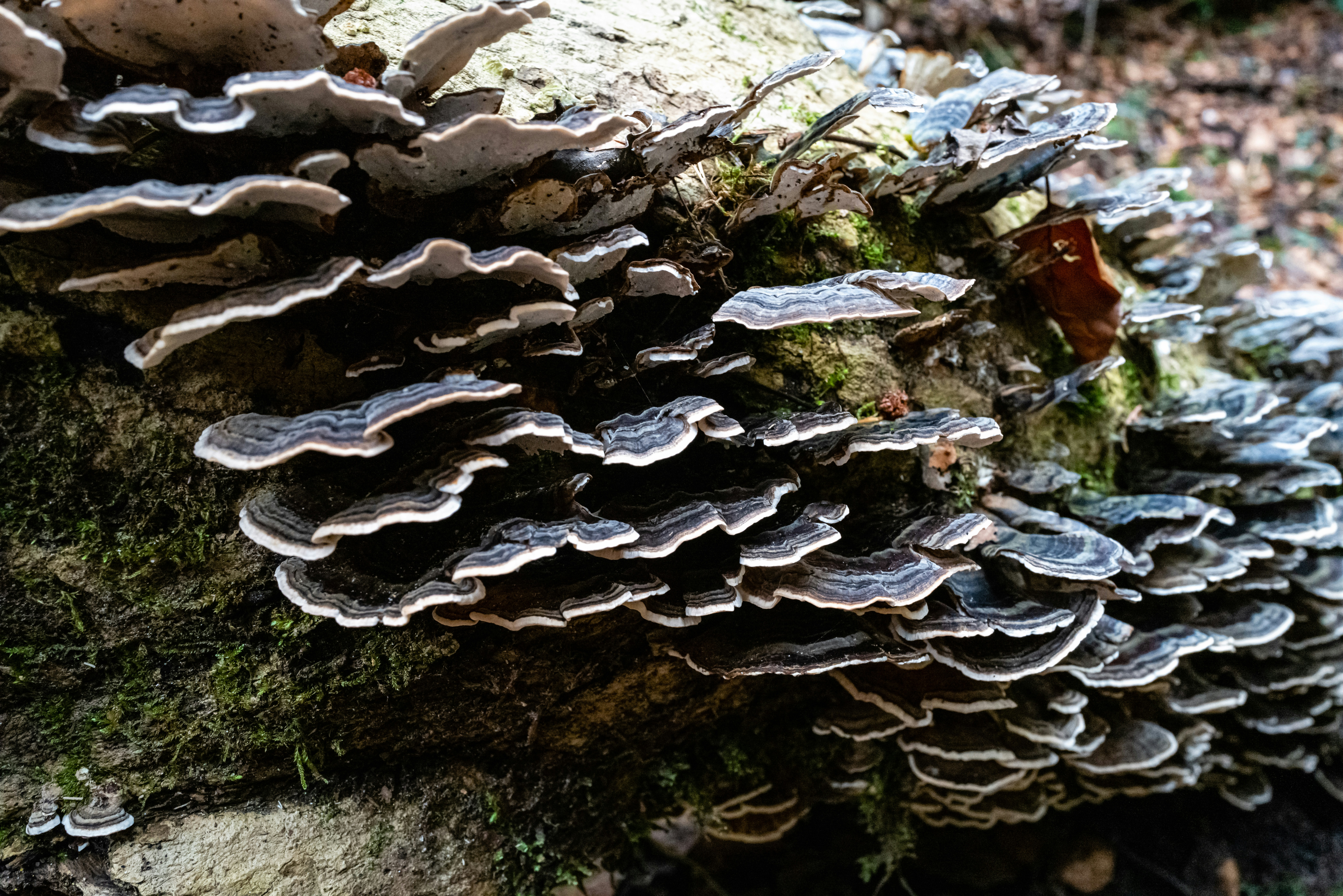 Layered Forest Ledger: Shelf fungi marching along a mossy log