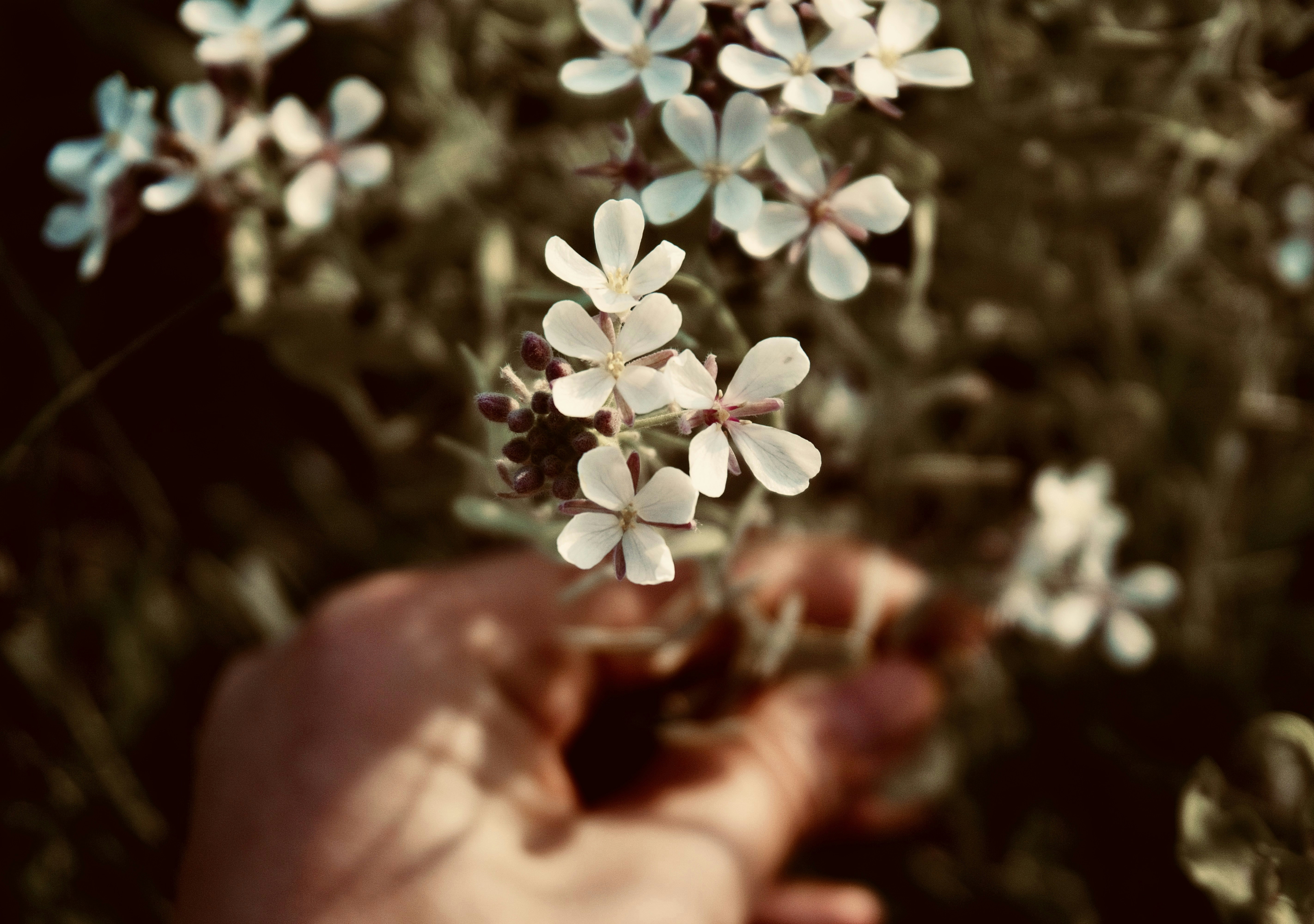 Wild Bouquet of Cold Desert Phloxes