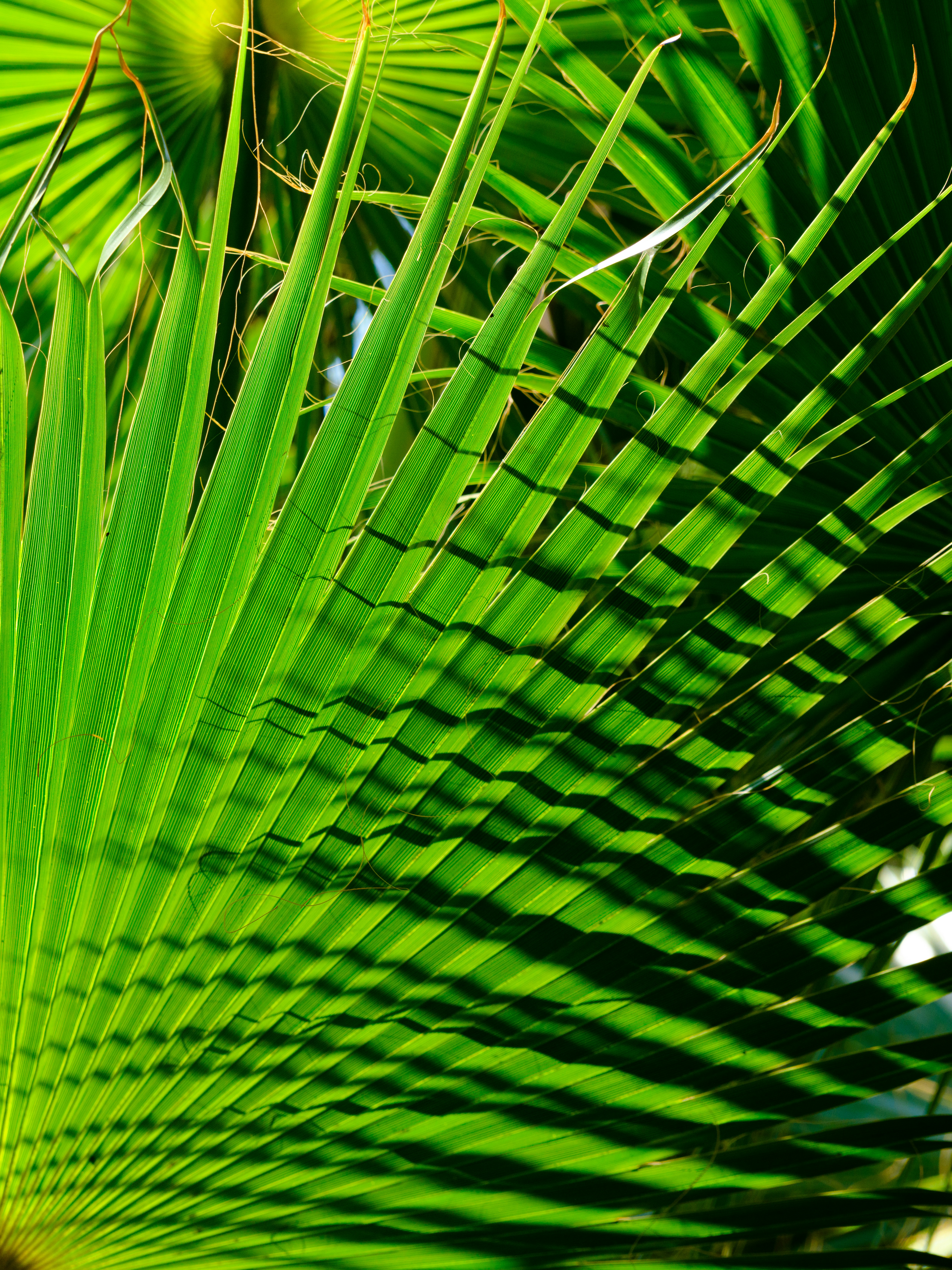 Emerald Lattice: Close-Up Palm Fronds in Strong Light