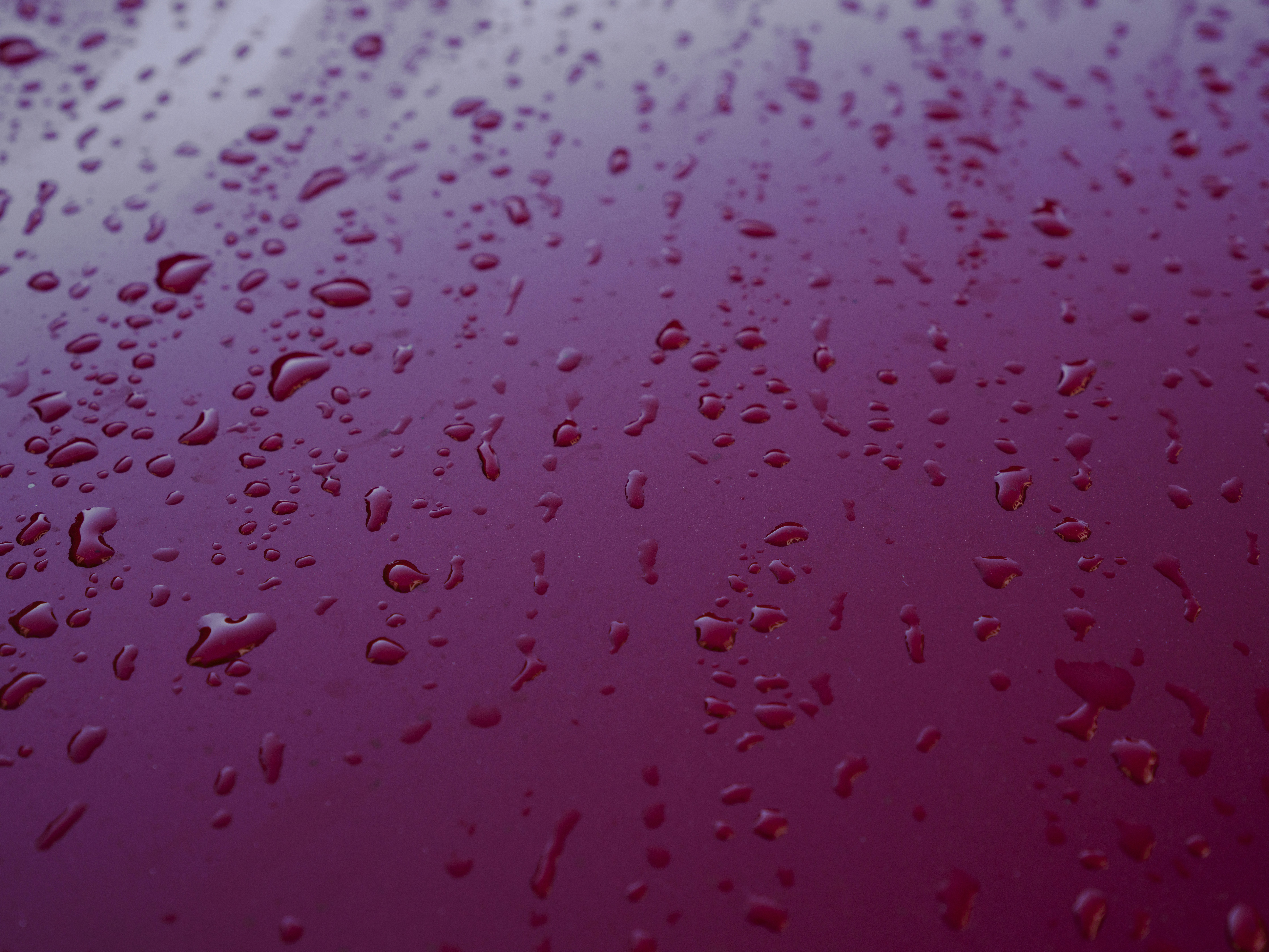 Dew on Velvet Purple: a Close-up of Rain Droplets on a Car Surface