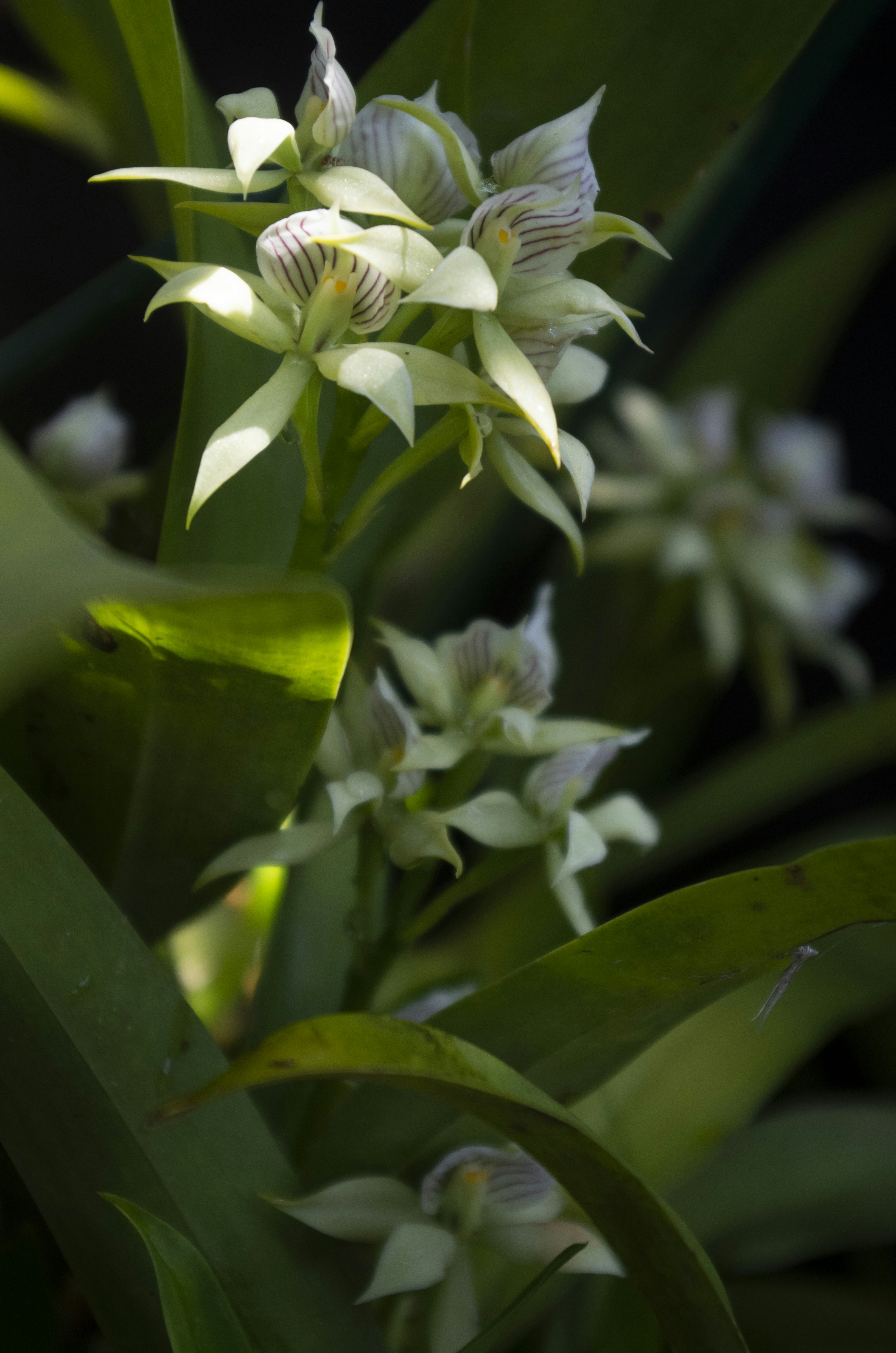 Close-up of pale, striped white flowers with soft green leaves, highlighting delicate petals amid a shadowy foliage backdrop. A natural botanical detail shot, focusing on the cluster of blossoms.