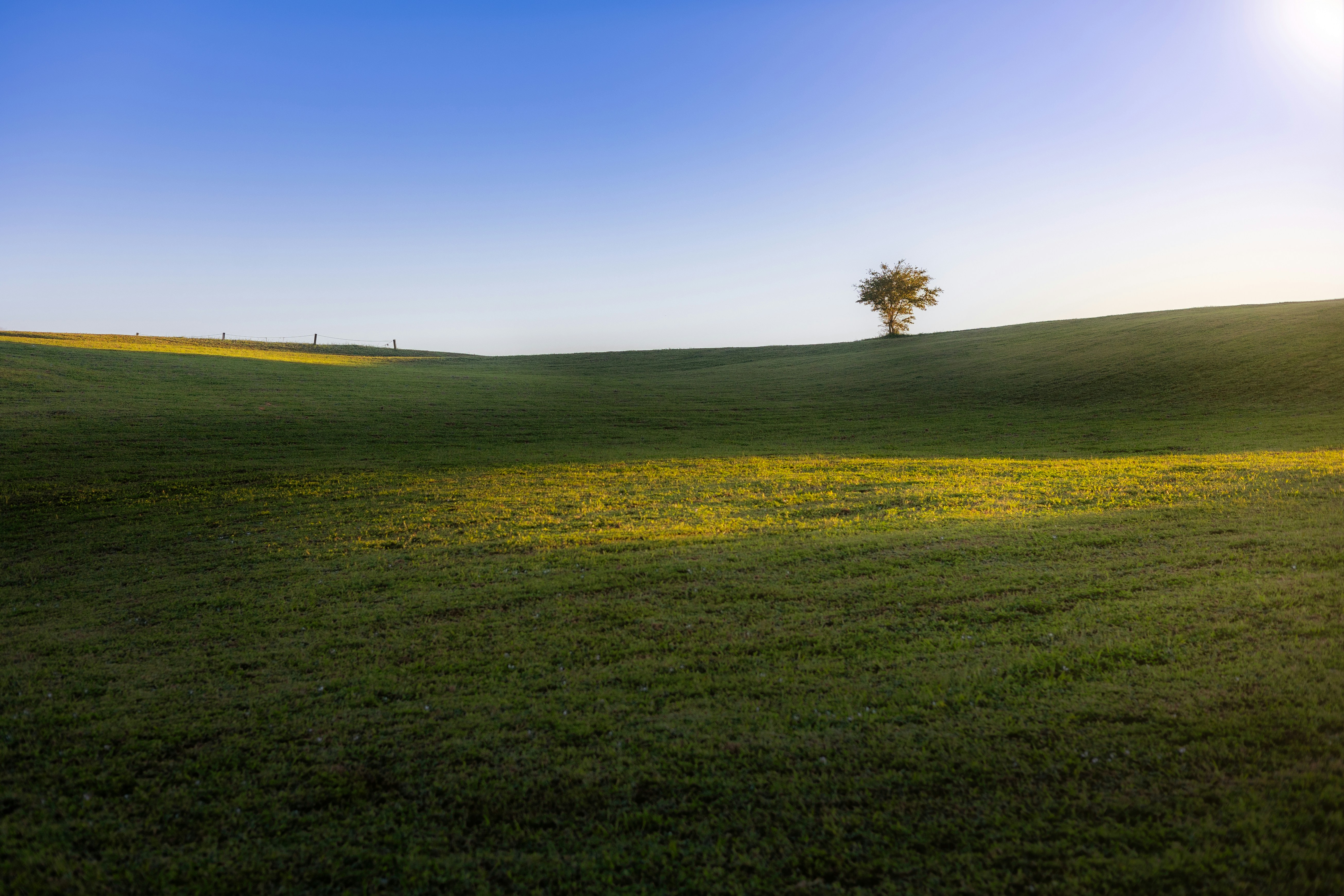 A lone tree in the middle of a grassy field photo – Free Grass Image on ...