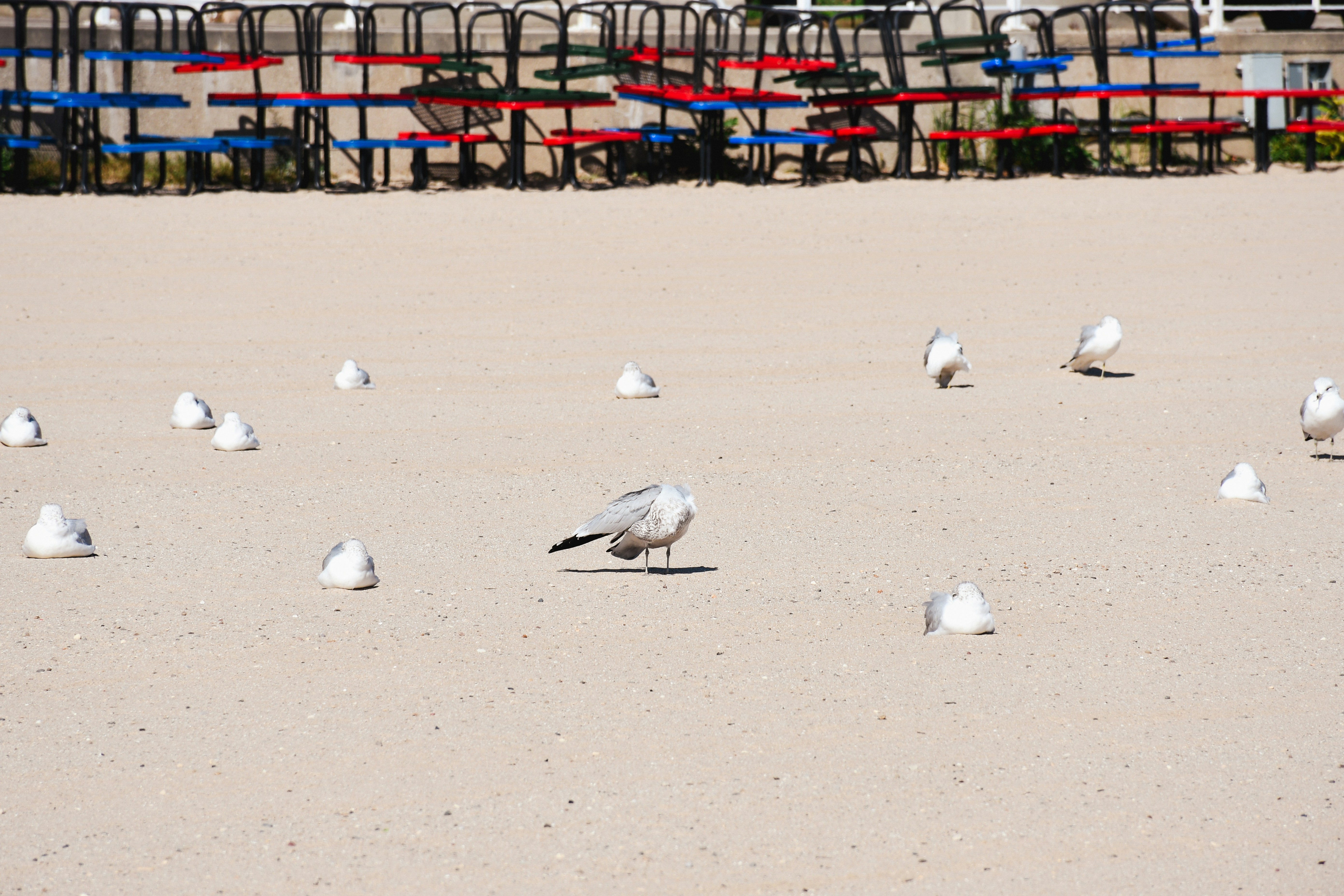 Solo Seabird Amid Fleet of Beach Crowns