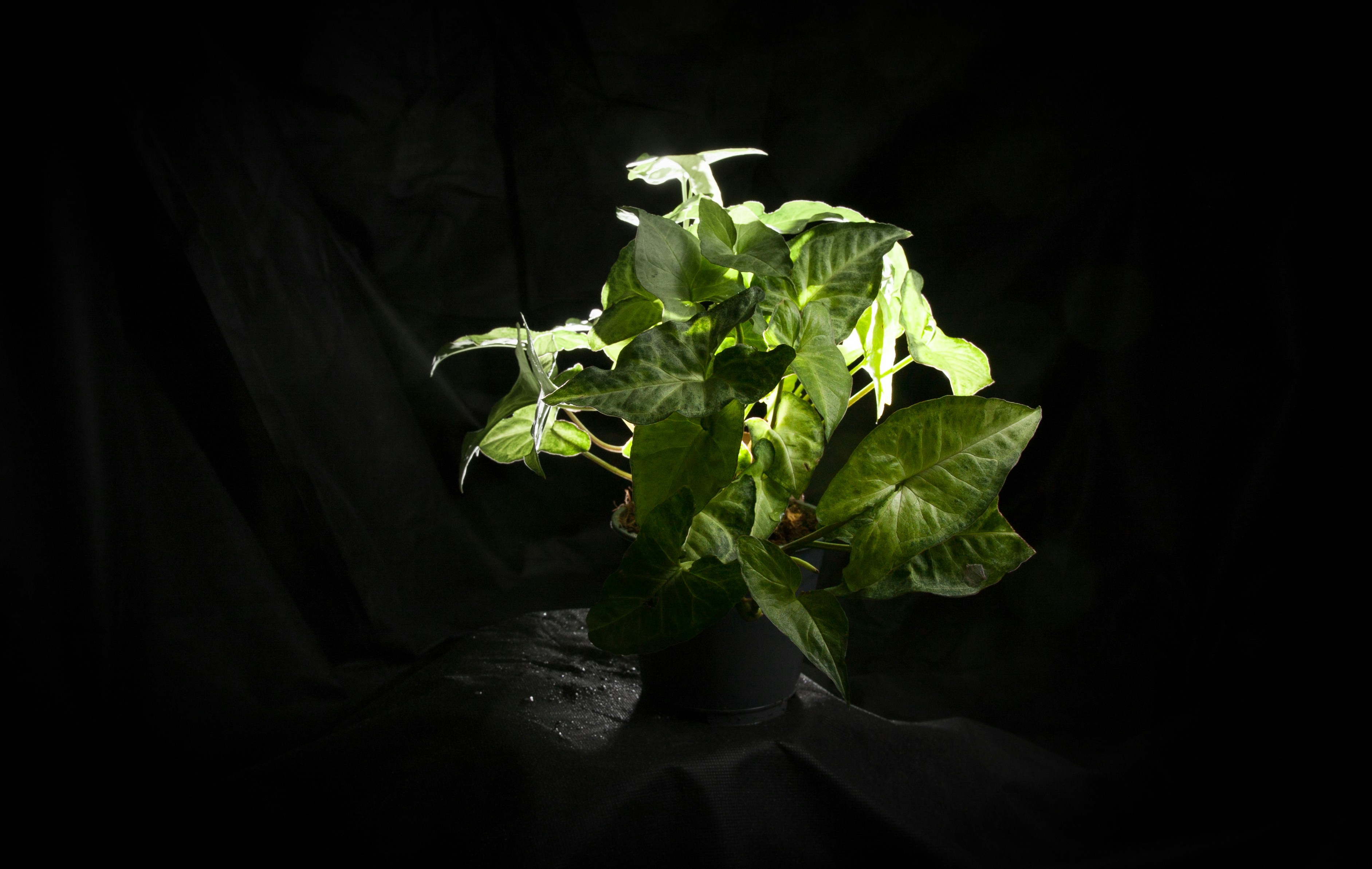 A vibrant potted plant illuminated against a dark backdrop, highlighting its lush leaves and intricate textures.