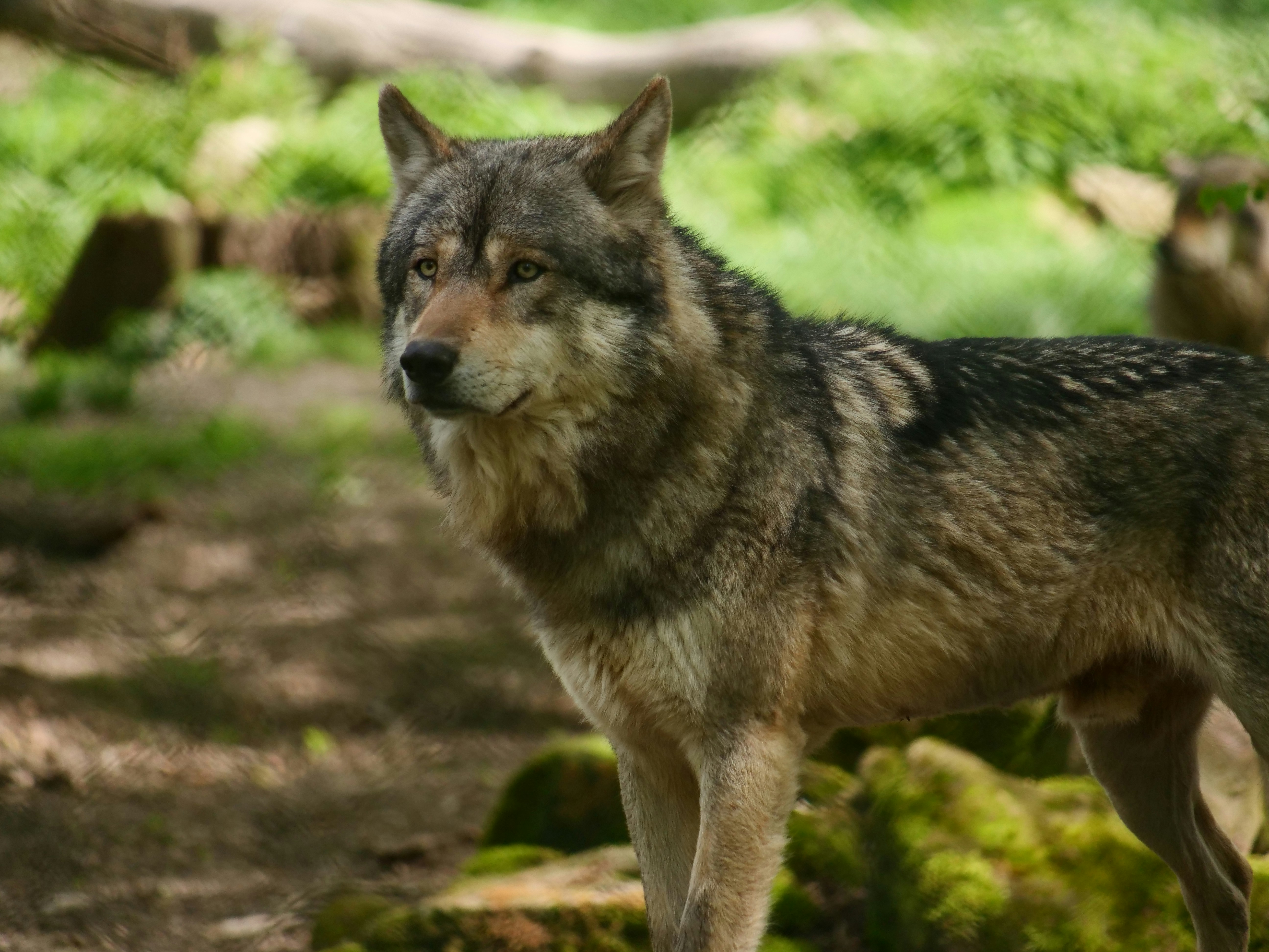 Foto Um lobo de pé em um caminho de terra na floresta – Imagem de Loup ...