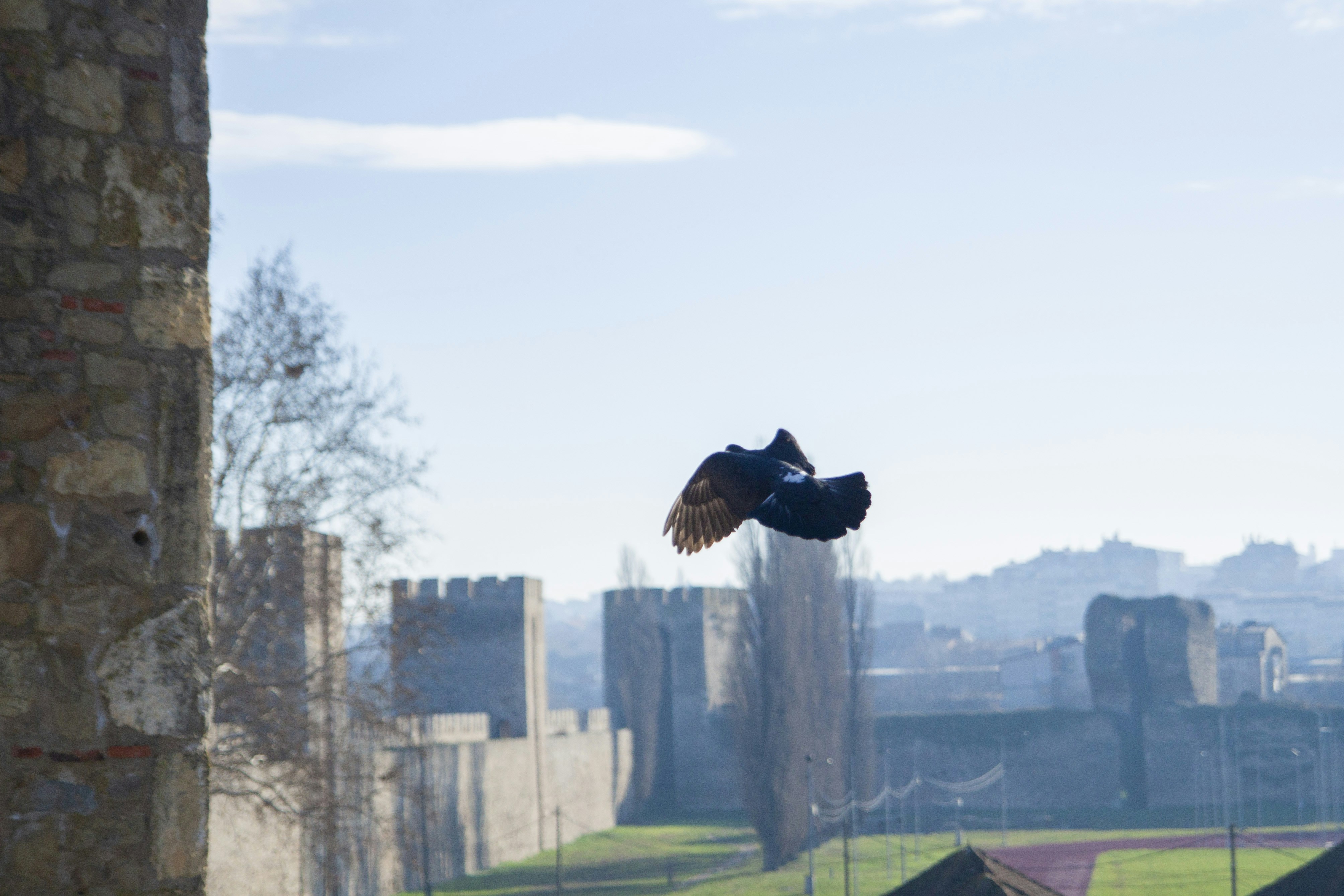 Un oiseau survolant une ville avec un château en arrière-plan photo ...