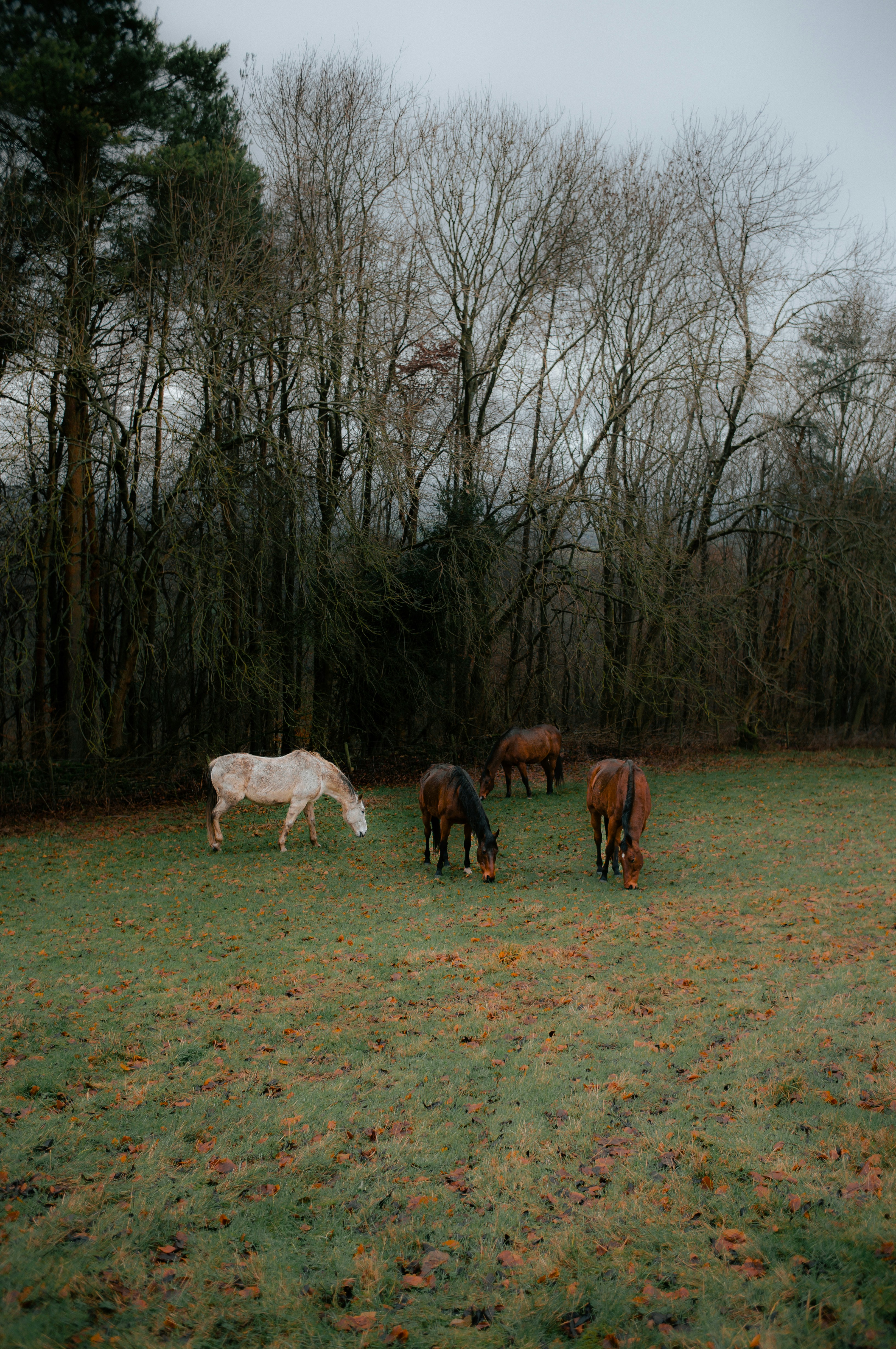Four horses grazing peacefully in a lush green meadow surrounded by bare trees. The tranquil scene captures the essence of rural serenity.