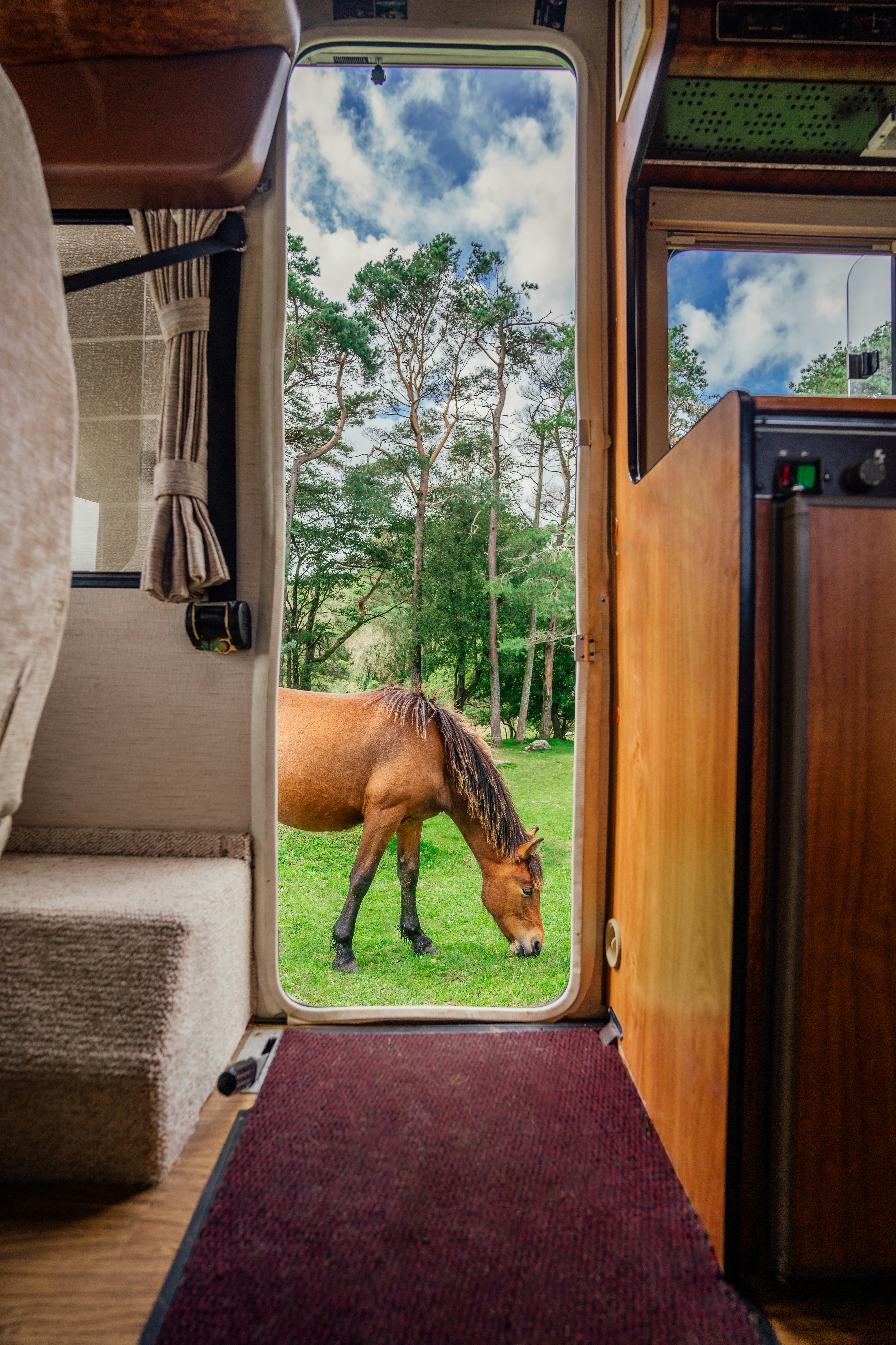 Threshold Grazing: Horse at the Camper Door Embracing the Green Pasture