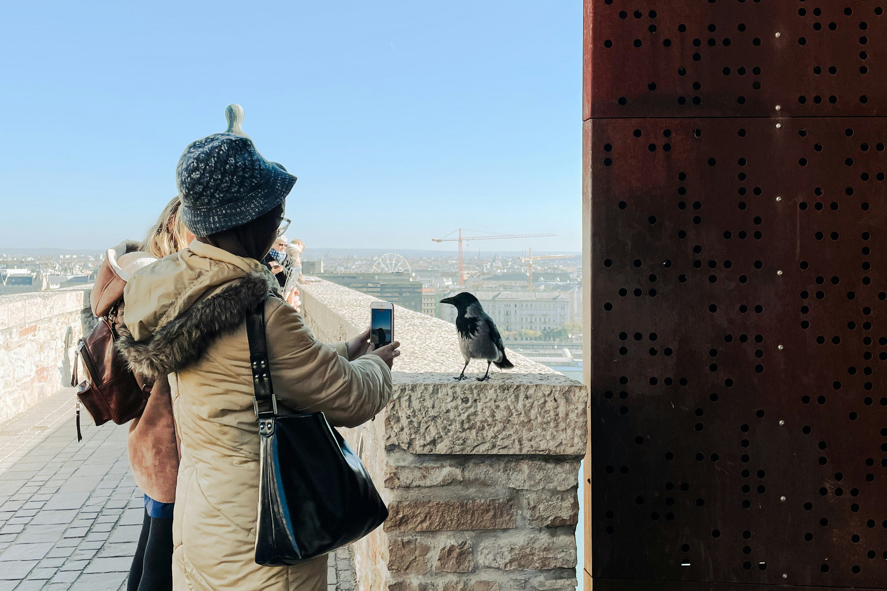 Crow on the Railing: An Urban Terrace Moment