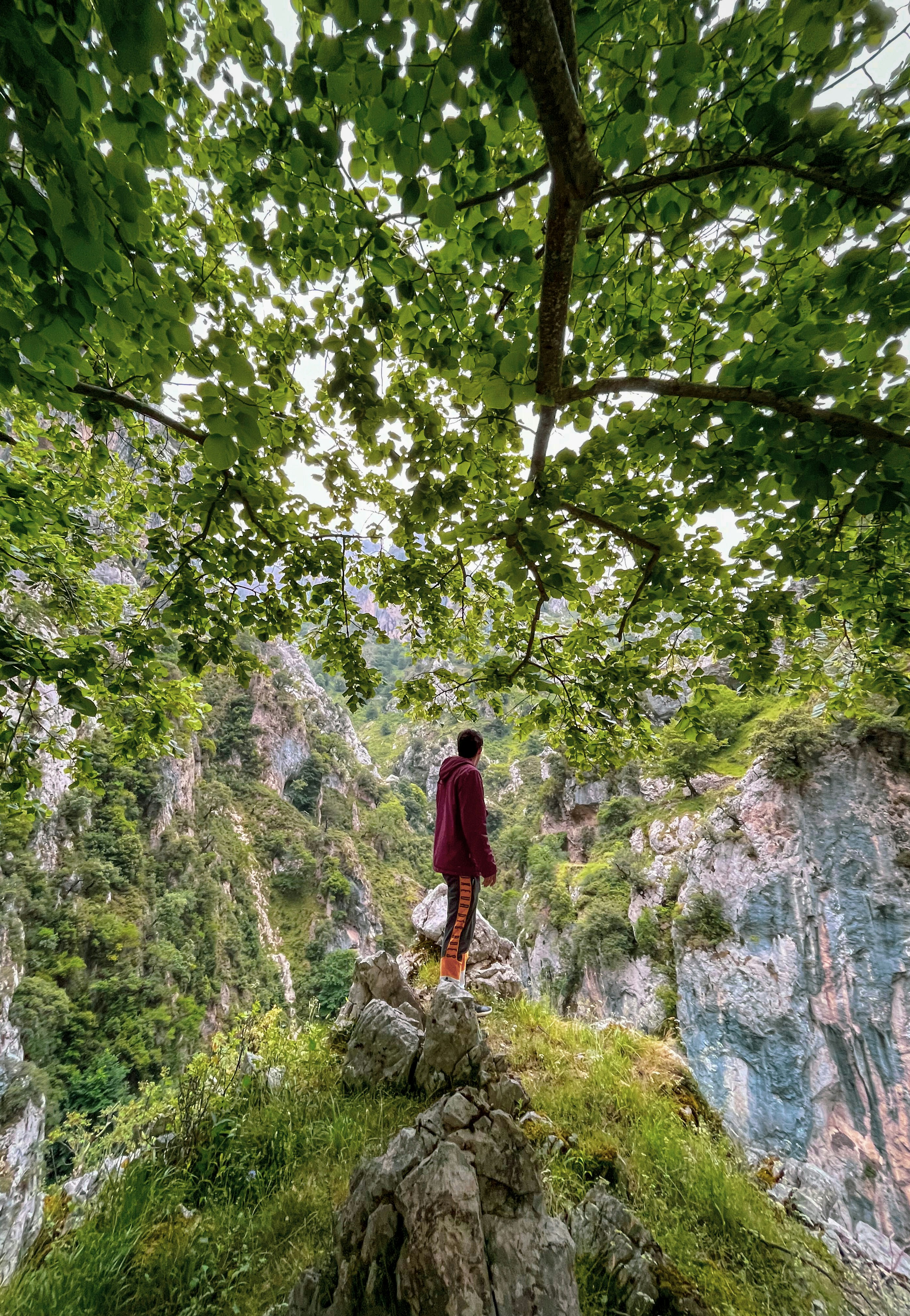 Verge of the Valley: A Lone Hiker On a Crag Beneath a Living Canopy
