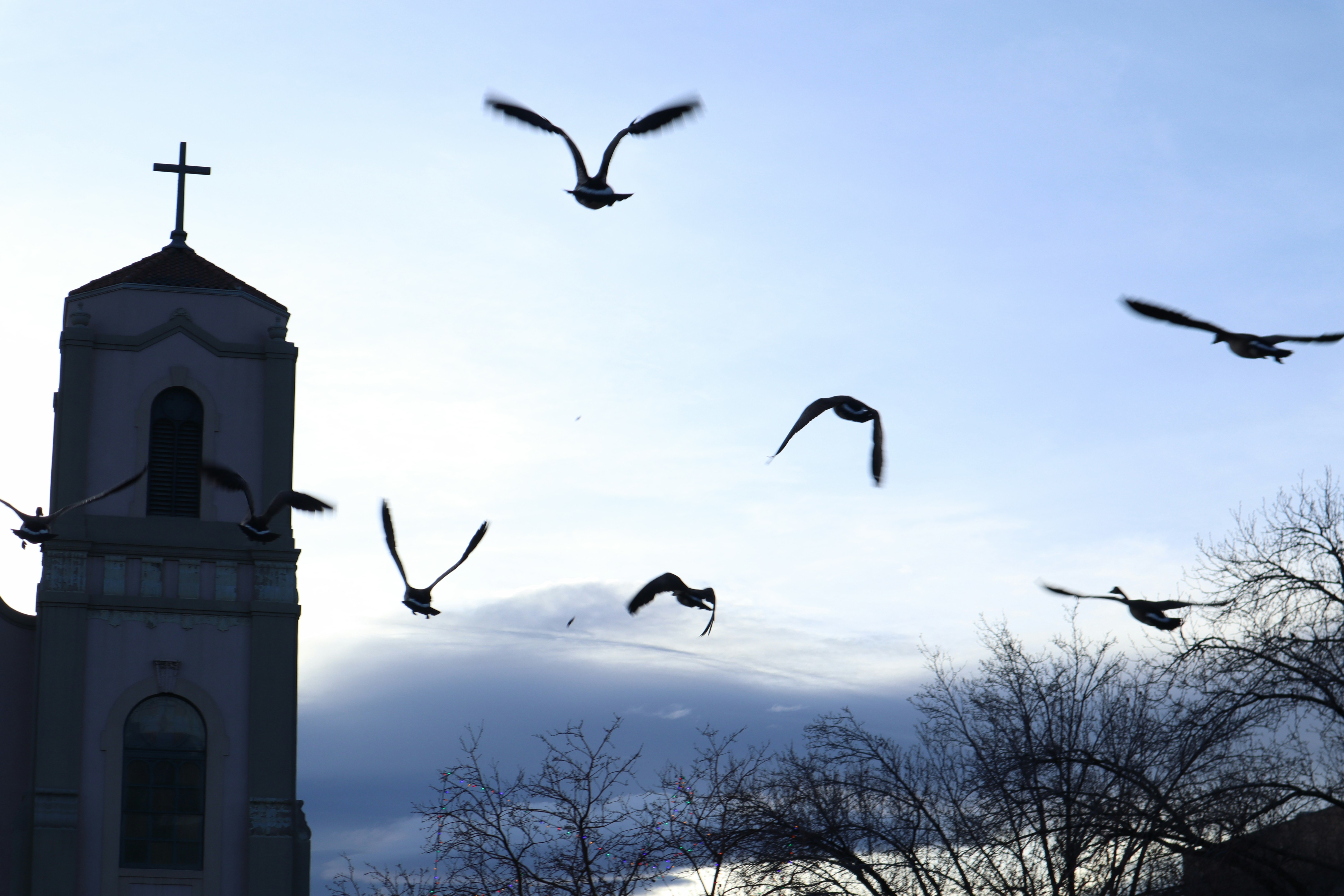 Soaring Choir: Birds Over a Silent Church