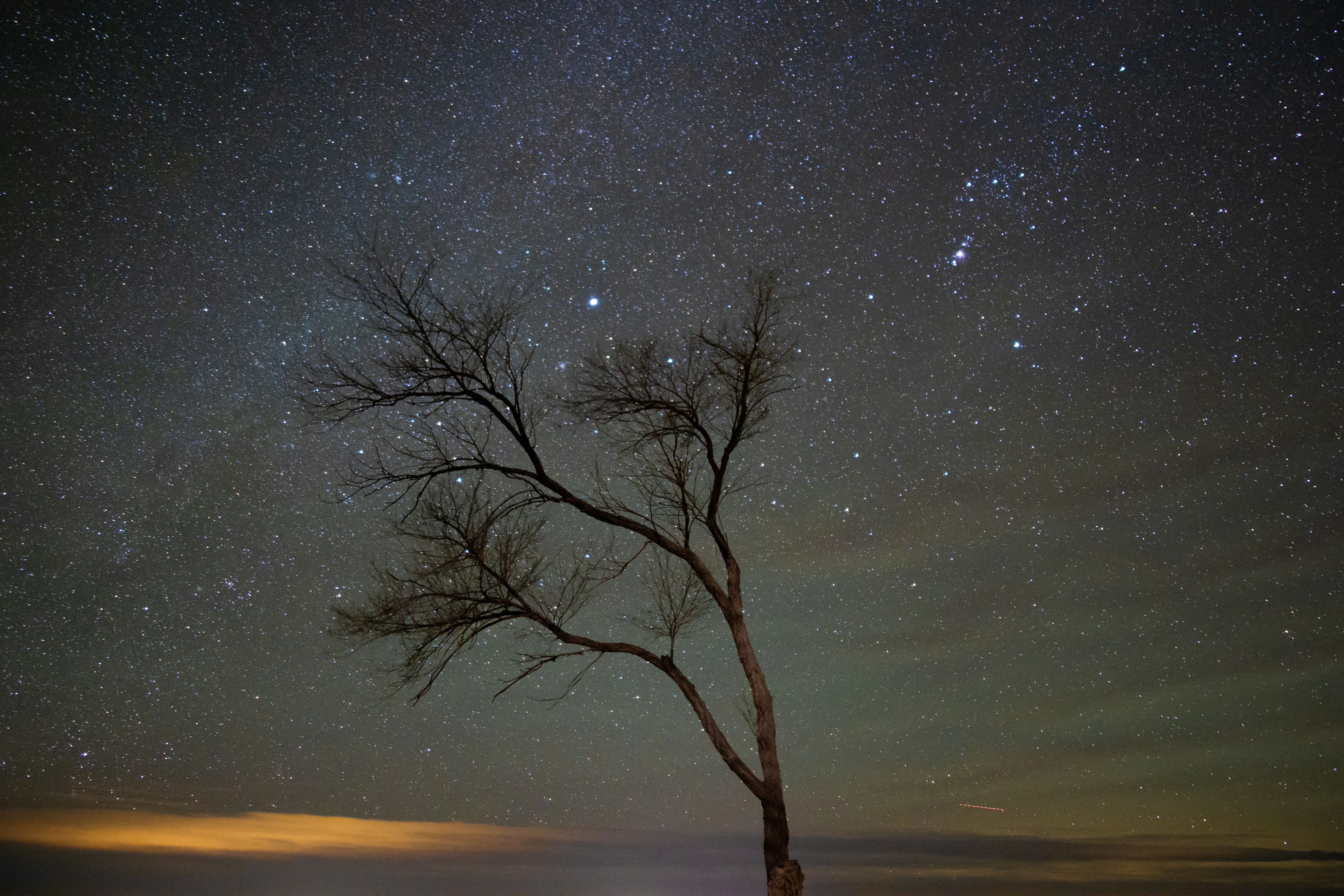 A lone tree under a night sky with stars photo – Free Nature Image on ...