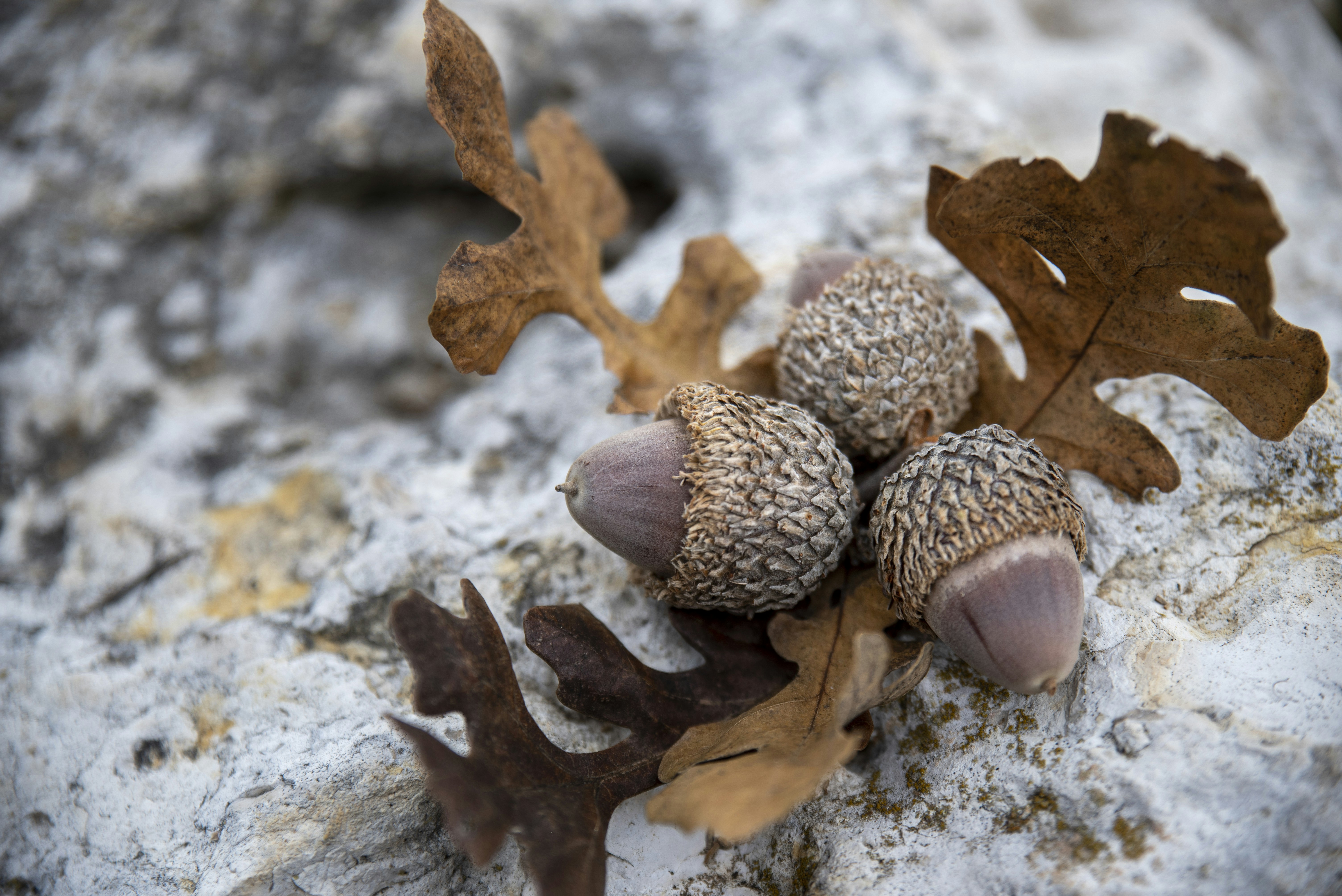 A couple of acorns that are sitting on a rock photo – Free Food Image ...