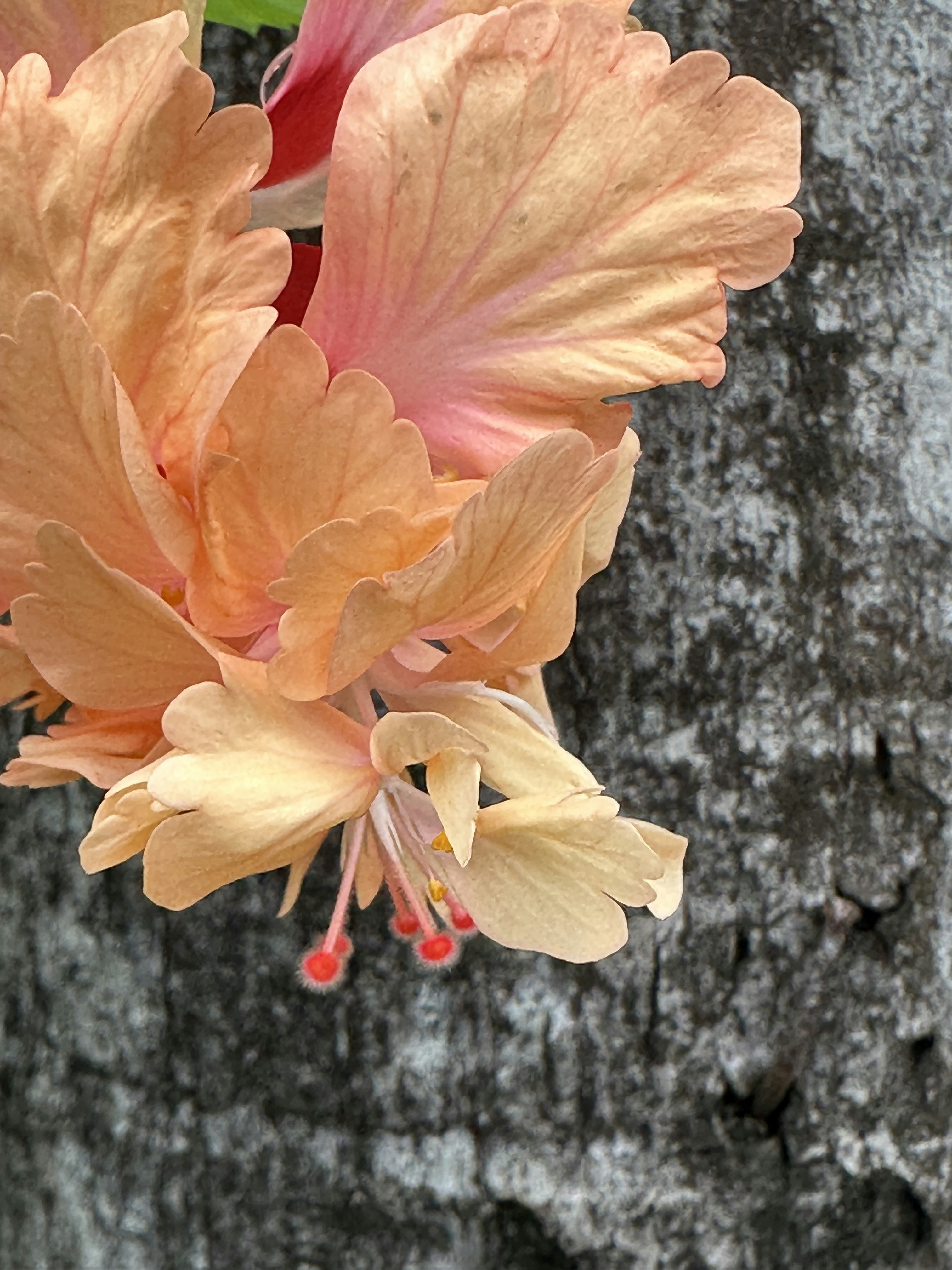 Beautiful wings of a peach colored flower with detail of veins, pistols and stamen tropical against a concrete wall