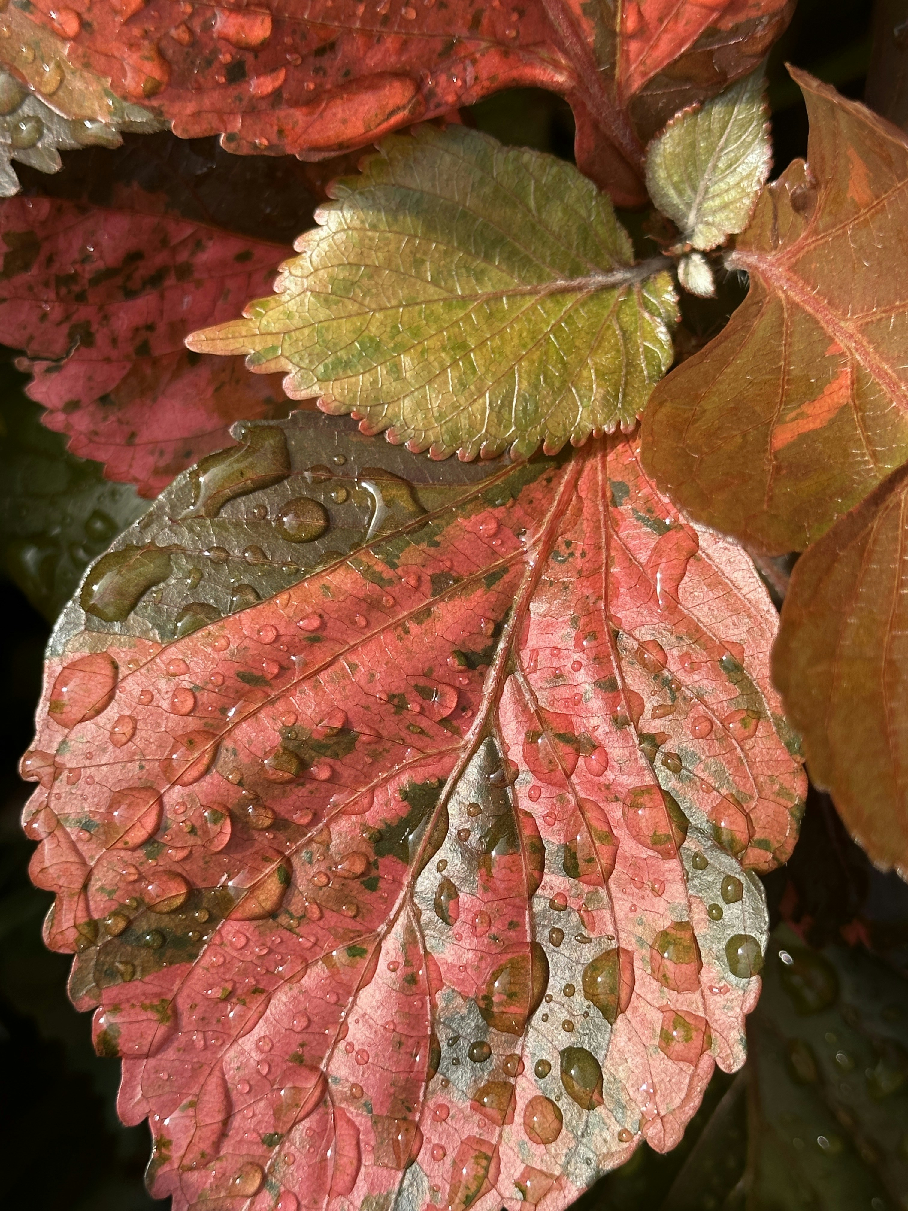 Vibrant autumn leaves with water droplets showing rich reds, greens, and browns; a close-up study of texture and color variations in a natural leaf arrangement.