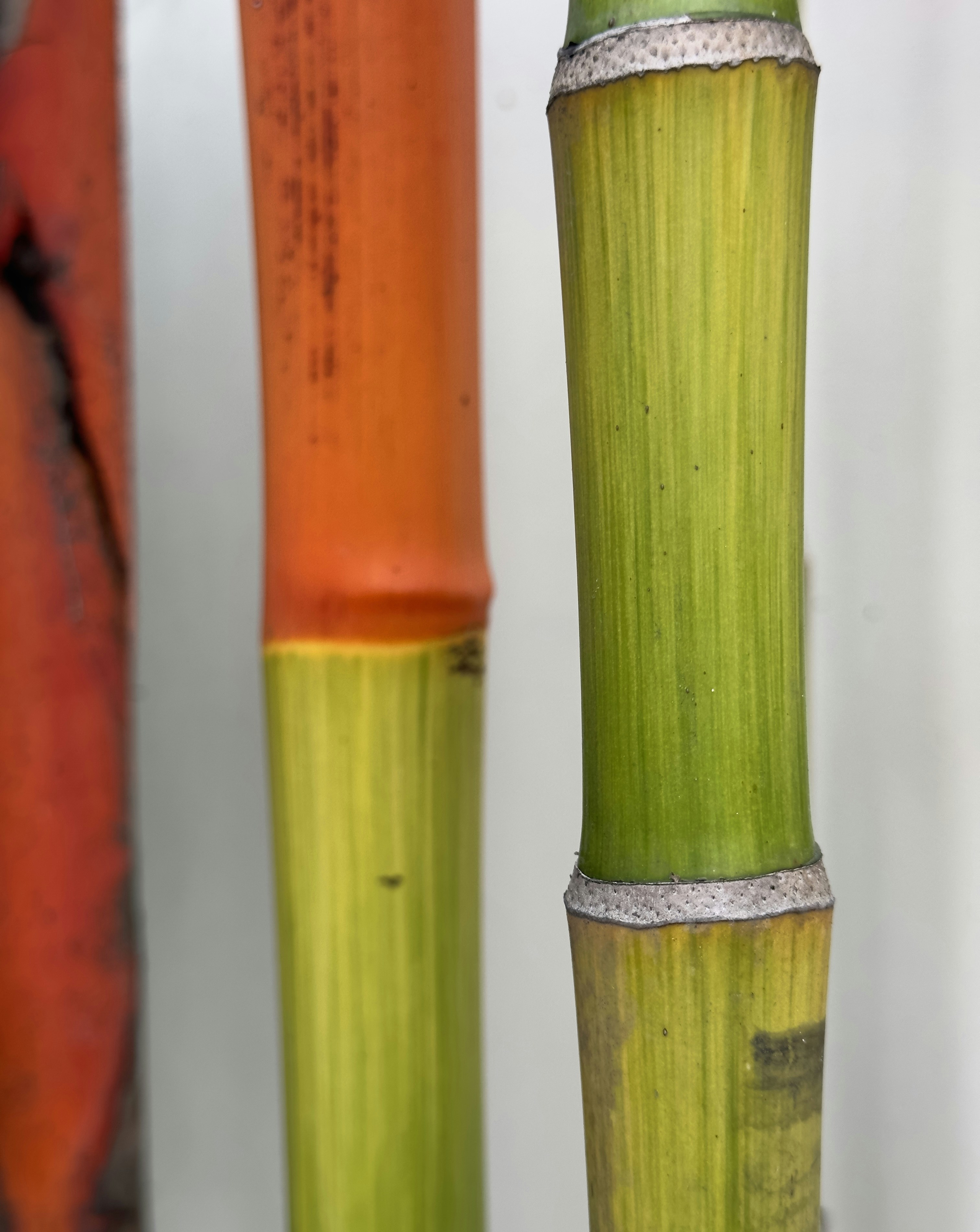 Close up of bamboo - orange, green and beige segments