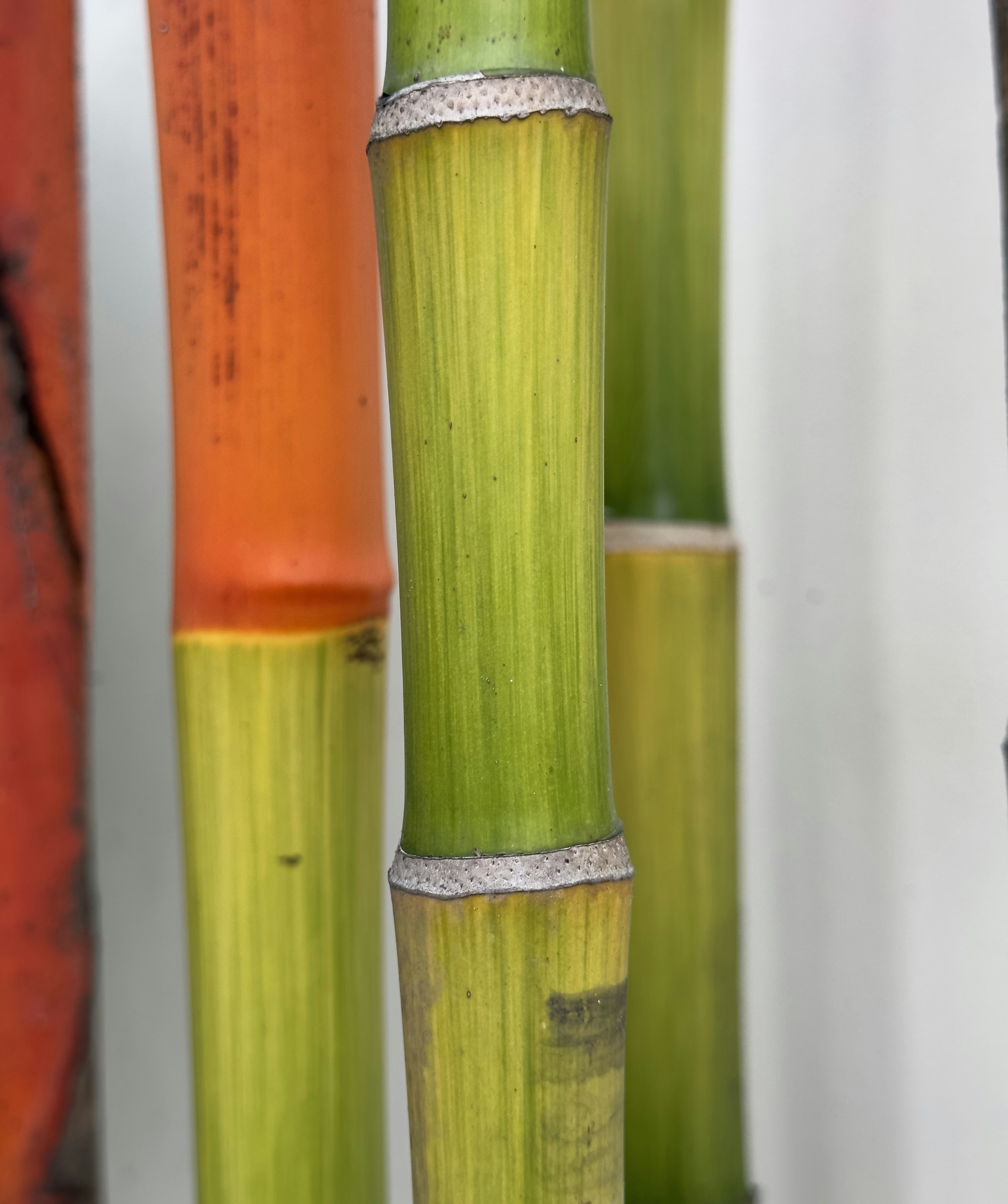 A group of tall green and orange bamboo poles photo – Free Bamboo Image ...