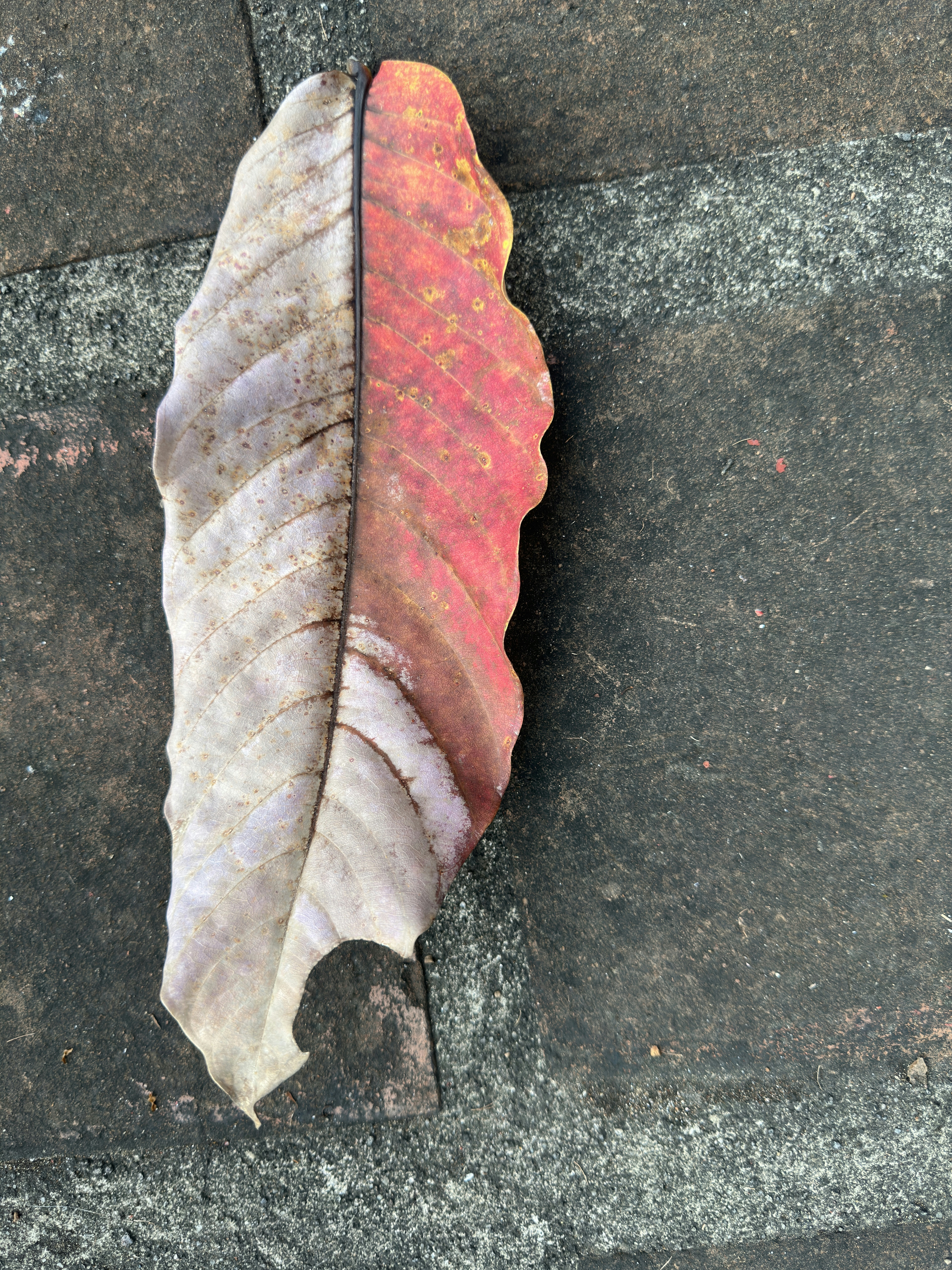 a leaf laying on the ground on a sidewalk