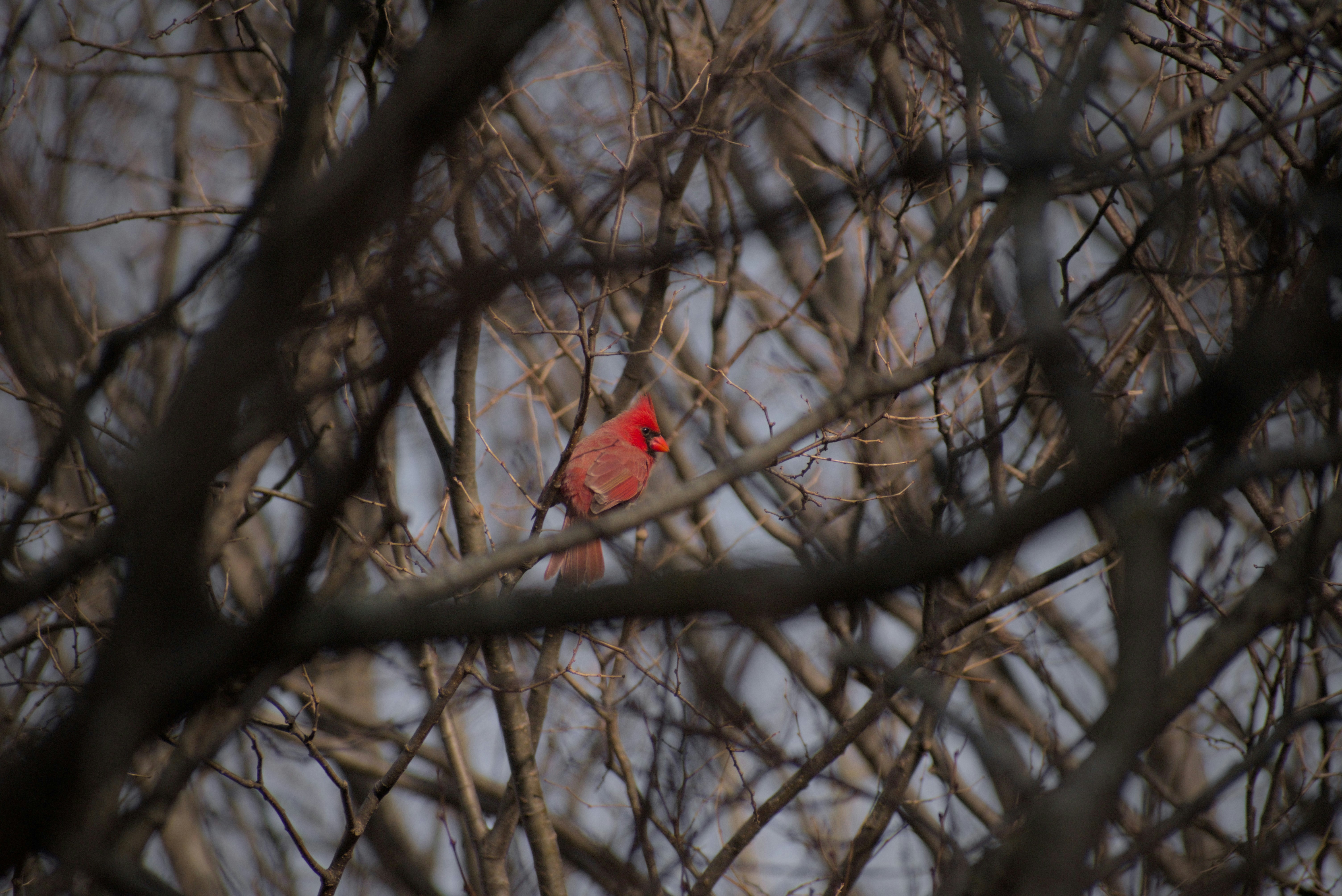 A red bird sitting on top of a tree branch photo – Free Massachusetts ...