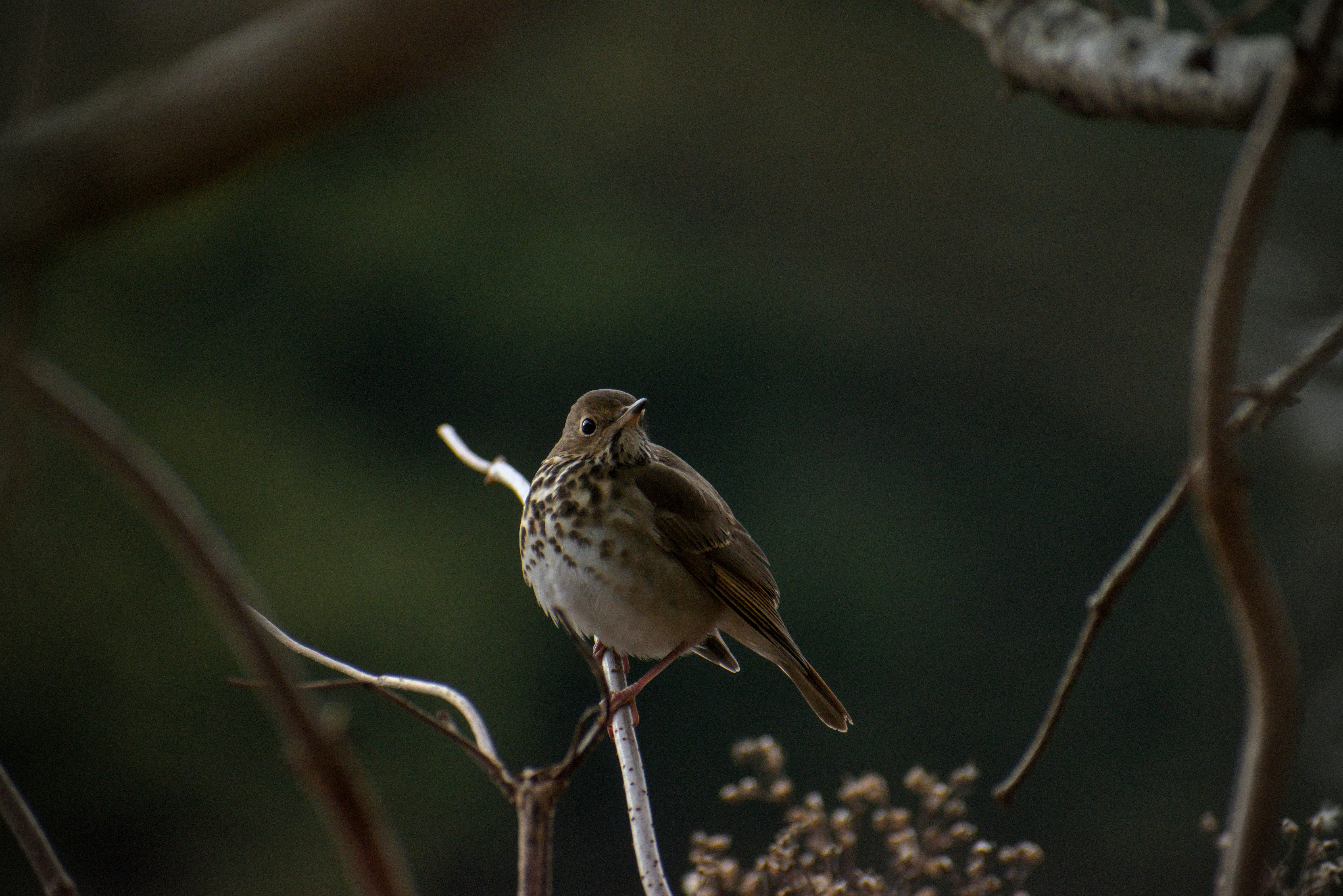 Dusk-Quiet Juvenile Thrush on a Delicate Twig