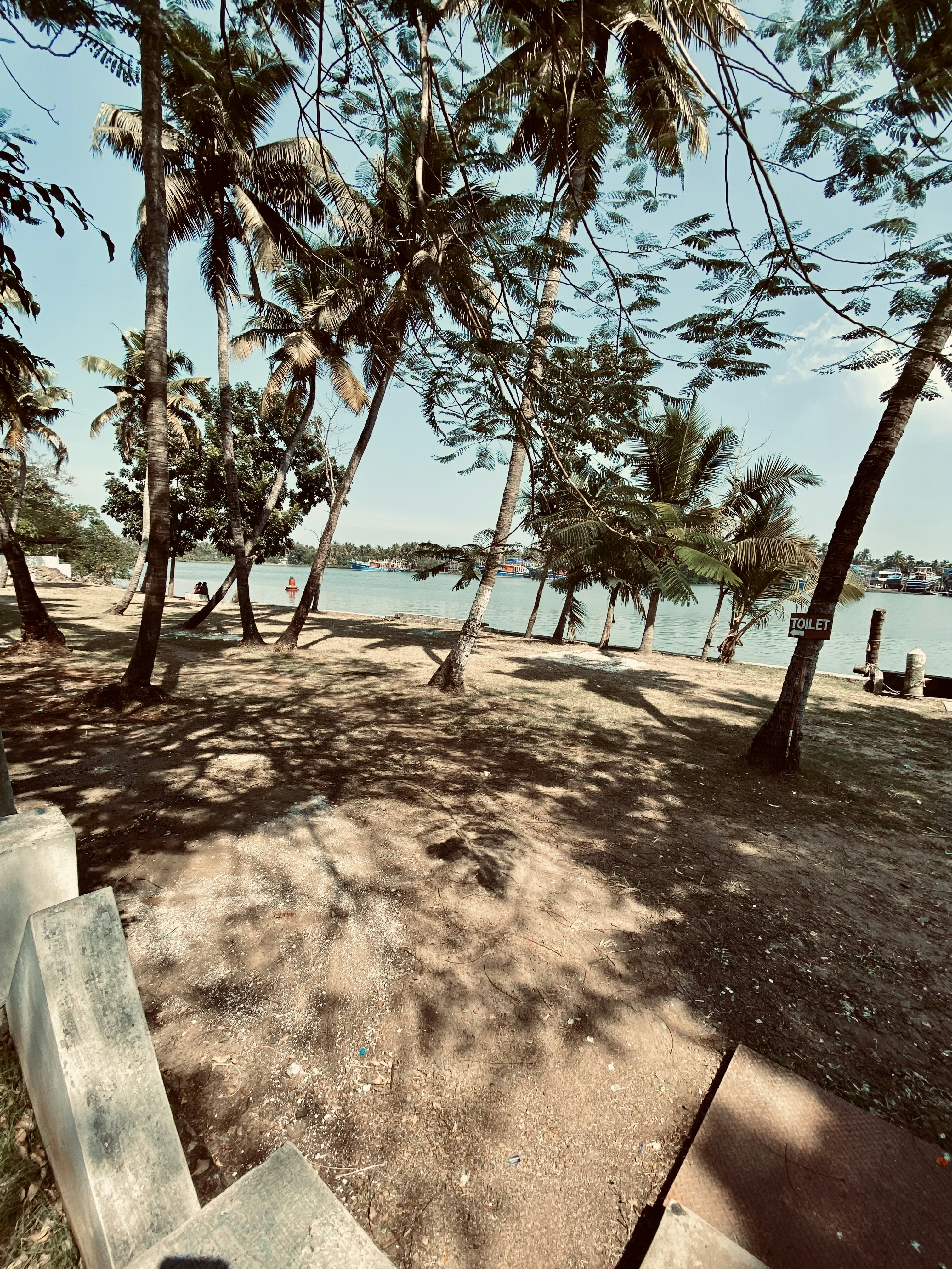Coconut trees