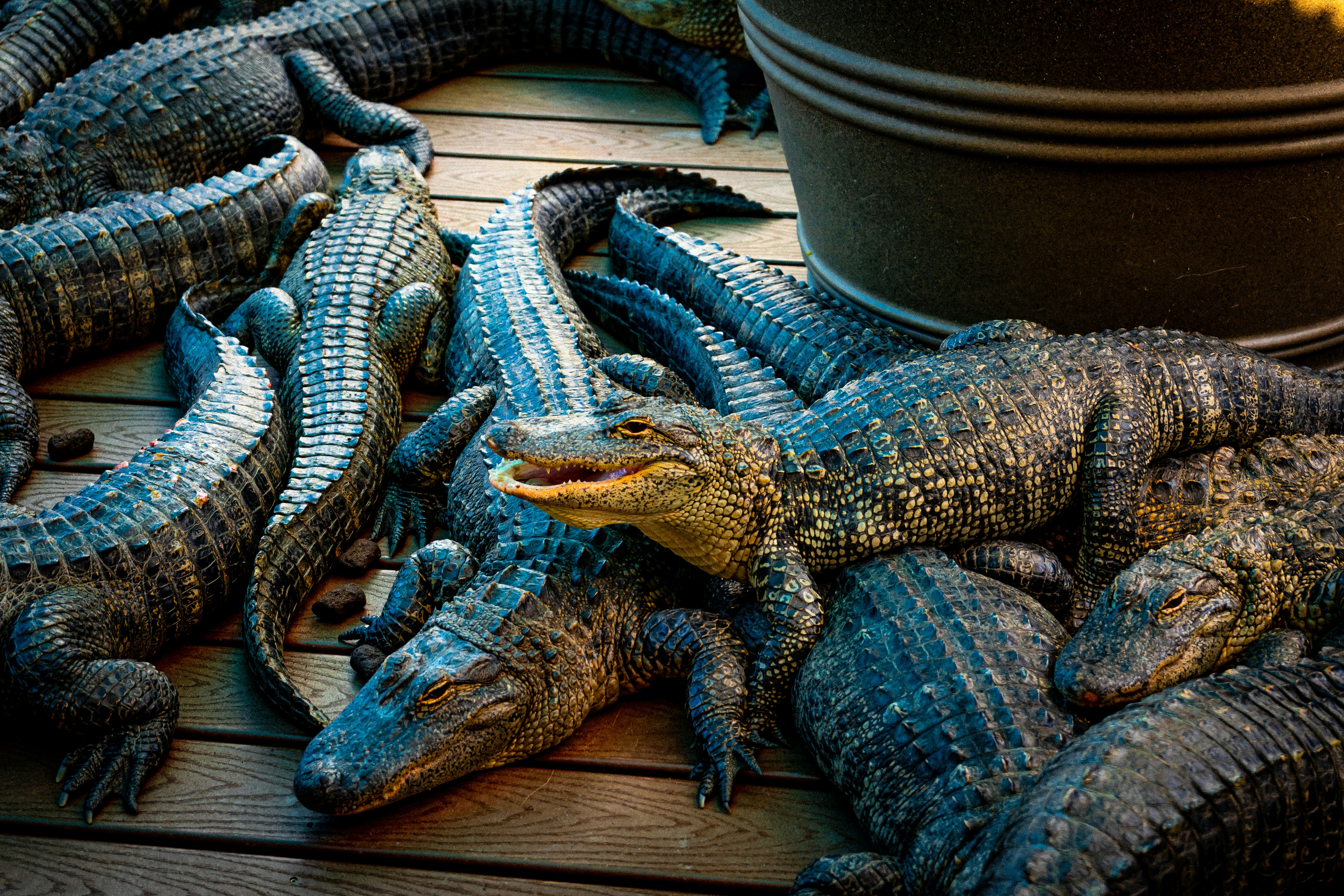 A group of alligators sitting on top of a wooden floor photo – Free ...