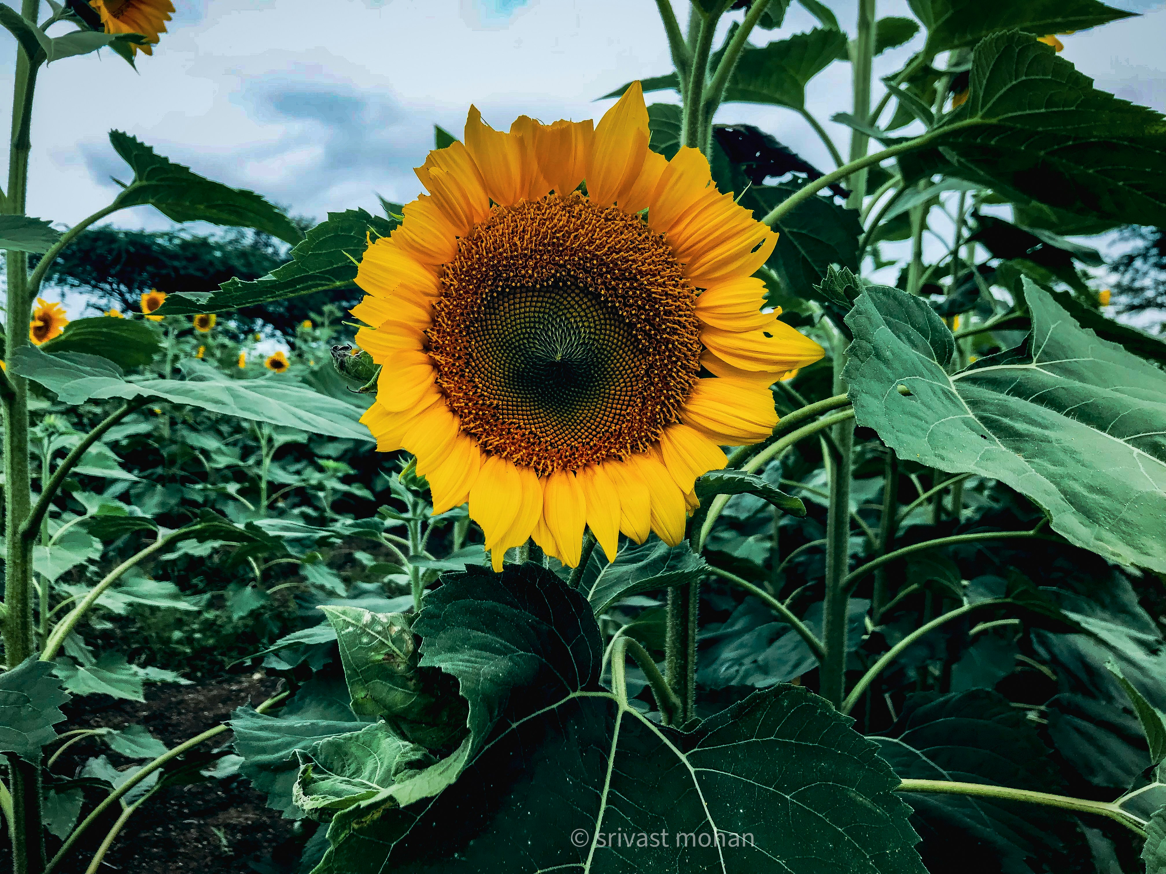 Bright sunflower standing tall amidst a lush green field under a cloudy sky.
