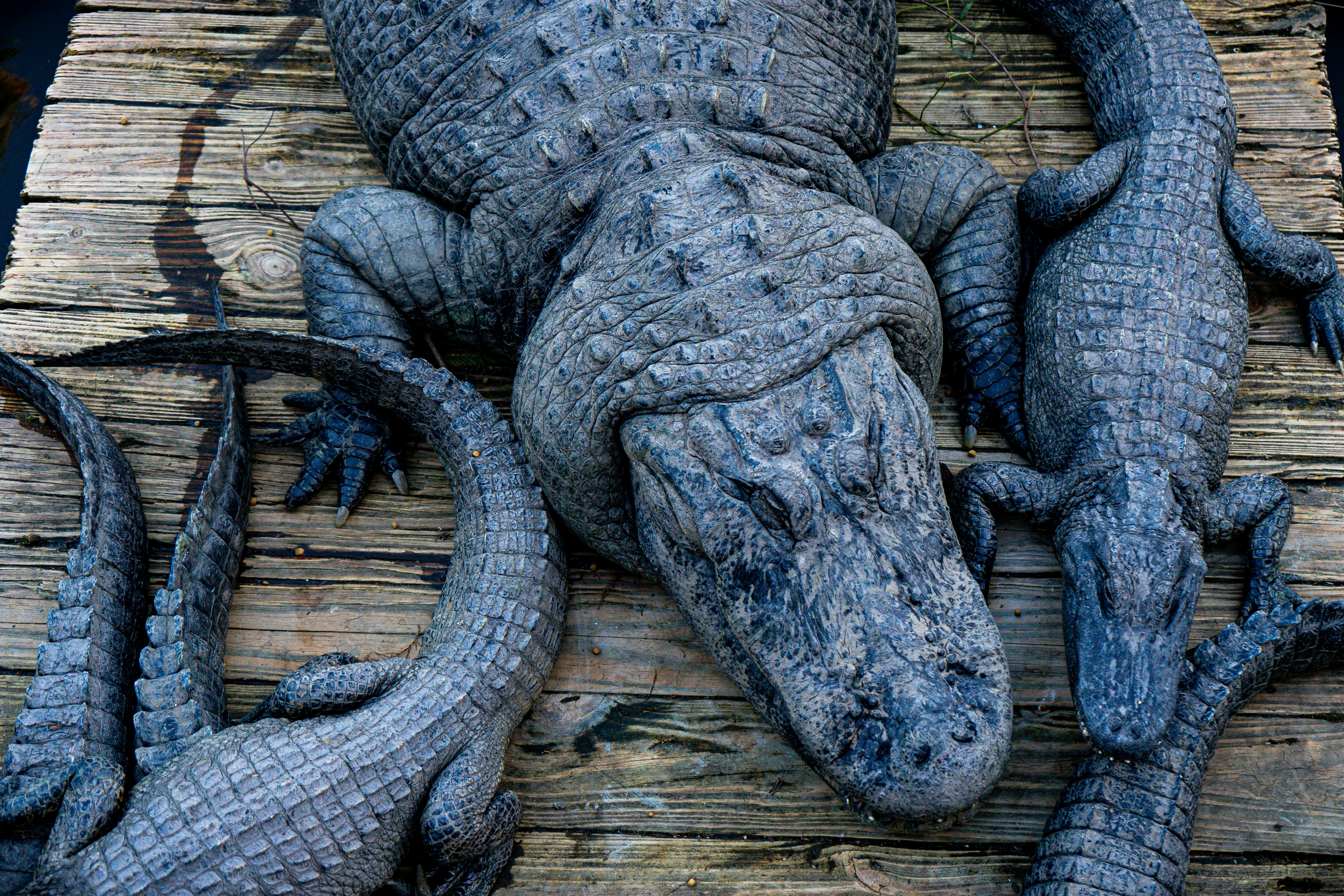 A group of alligators laying on top of a wooden plank photo – Free ...