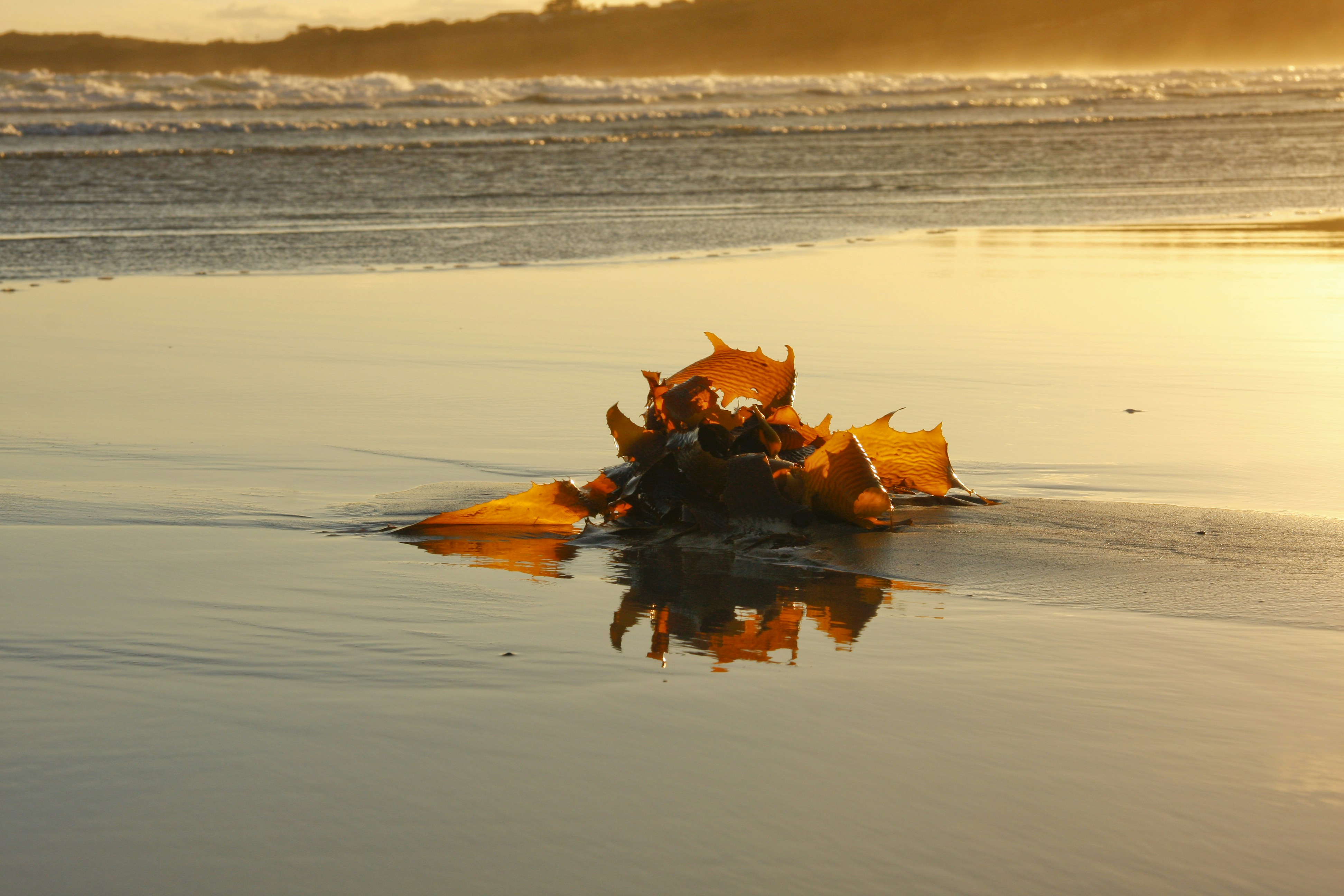 Sunlit Seaweed on Calm Tidal Mirror