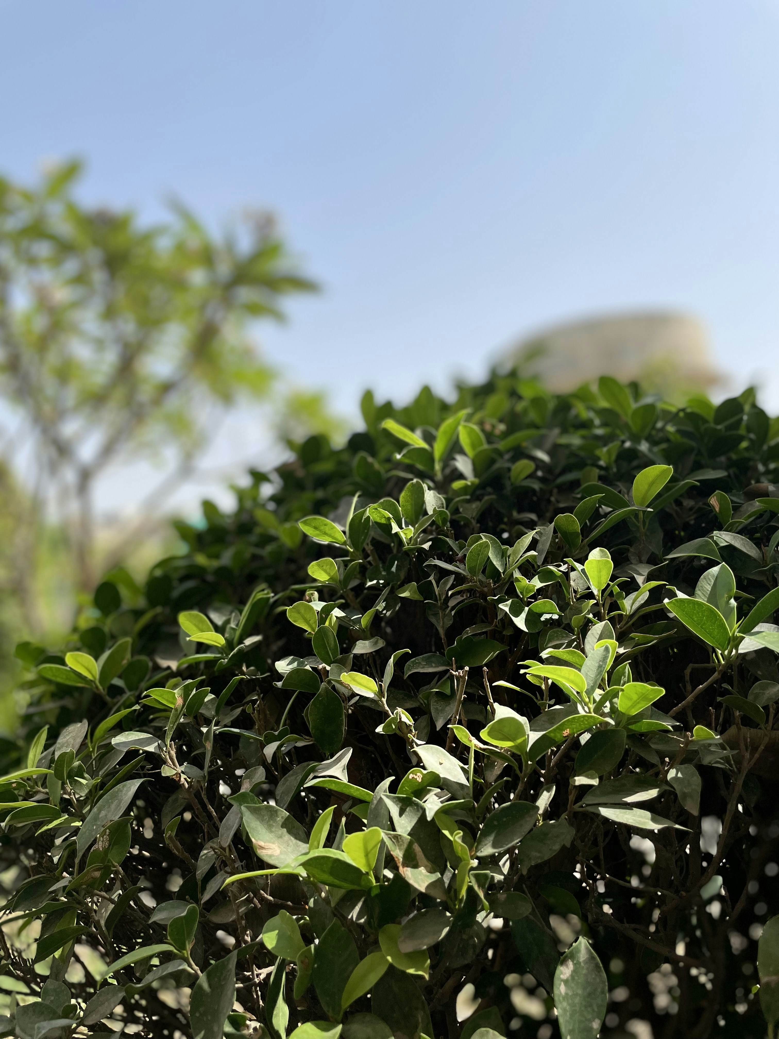 ye pati tree ki zome nice patii