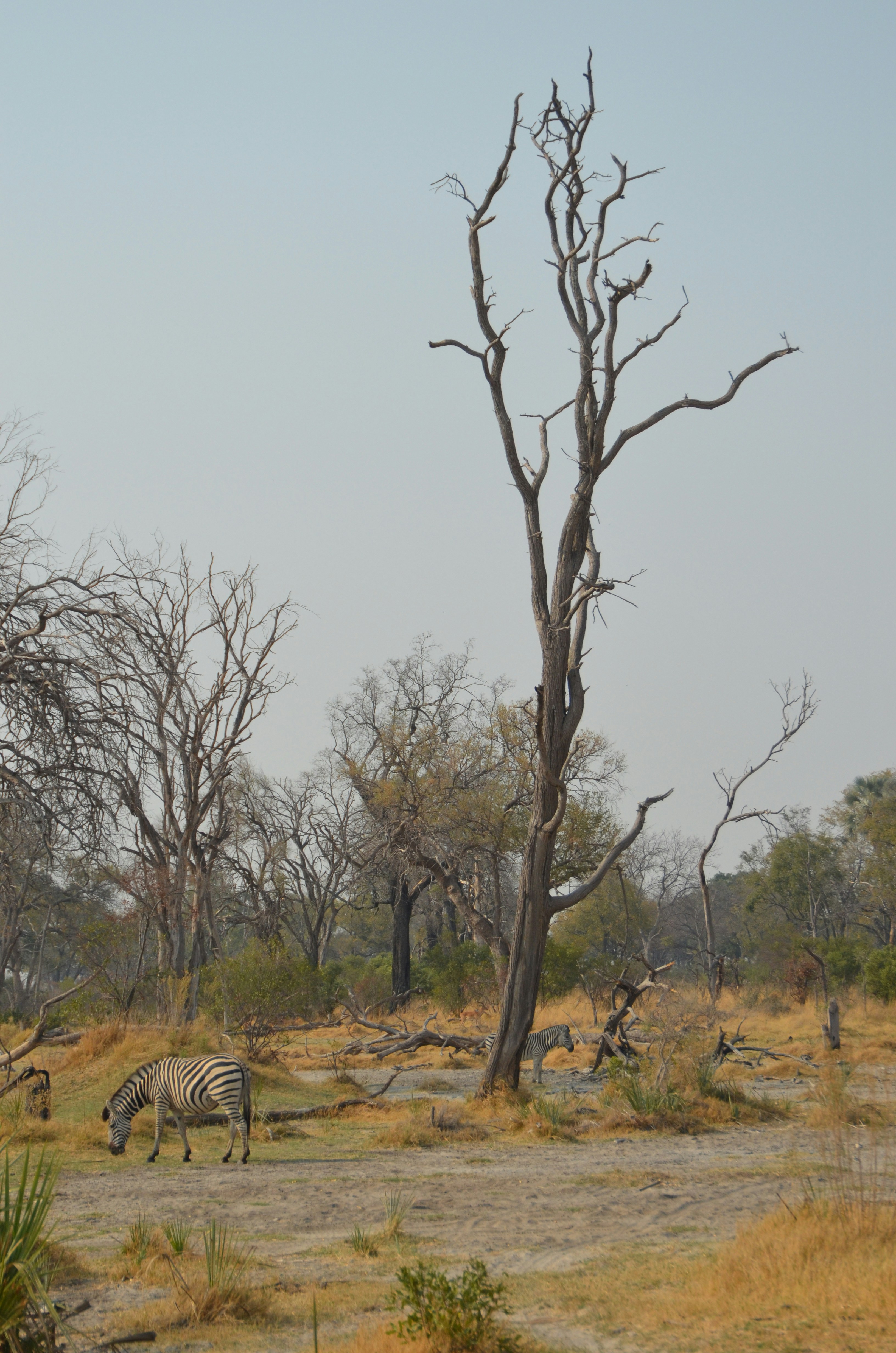 Grazing Zebra Beneath a Lonesome Leafless Giant in a Parched Savannah