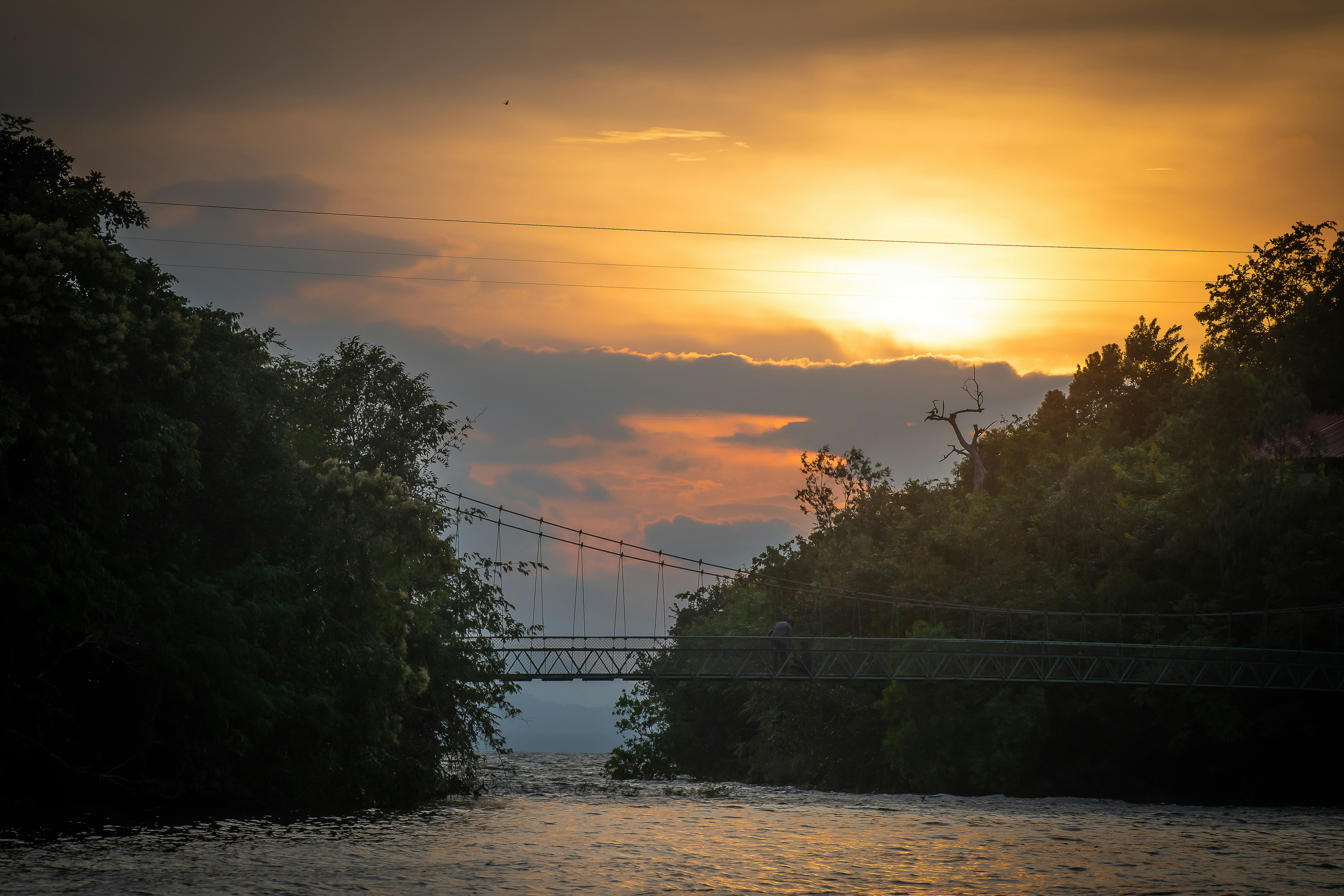 Golden Hour Silence: A Suspended Bridge Framed by Shadowed Trees Over the River
