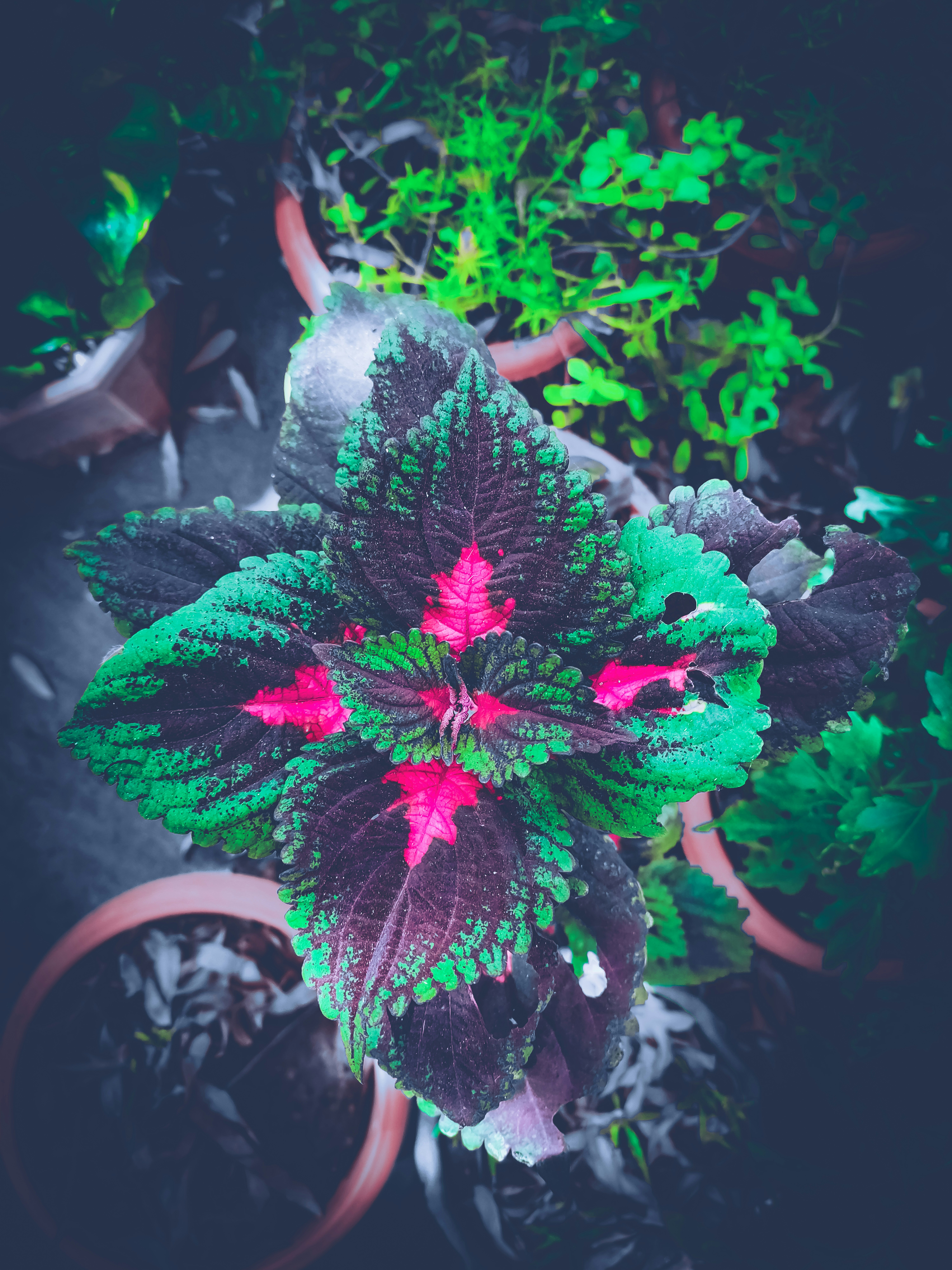 Close-up of a coleus leaf with magenta center and neon green edges amid potted foliage.