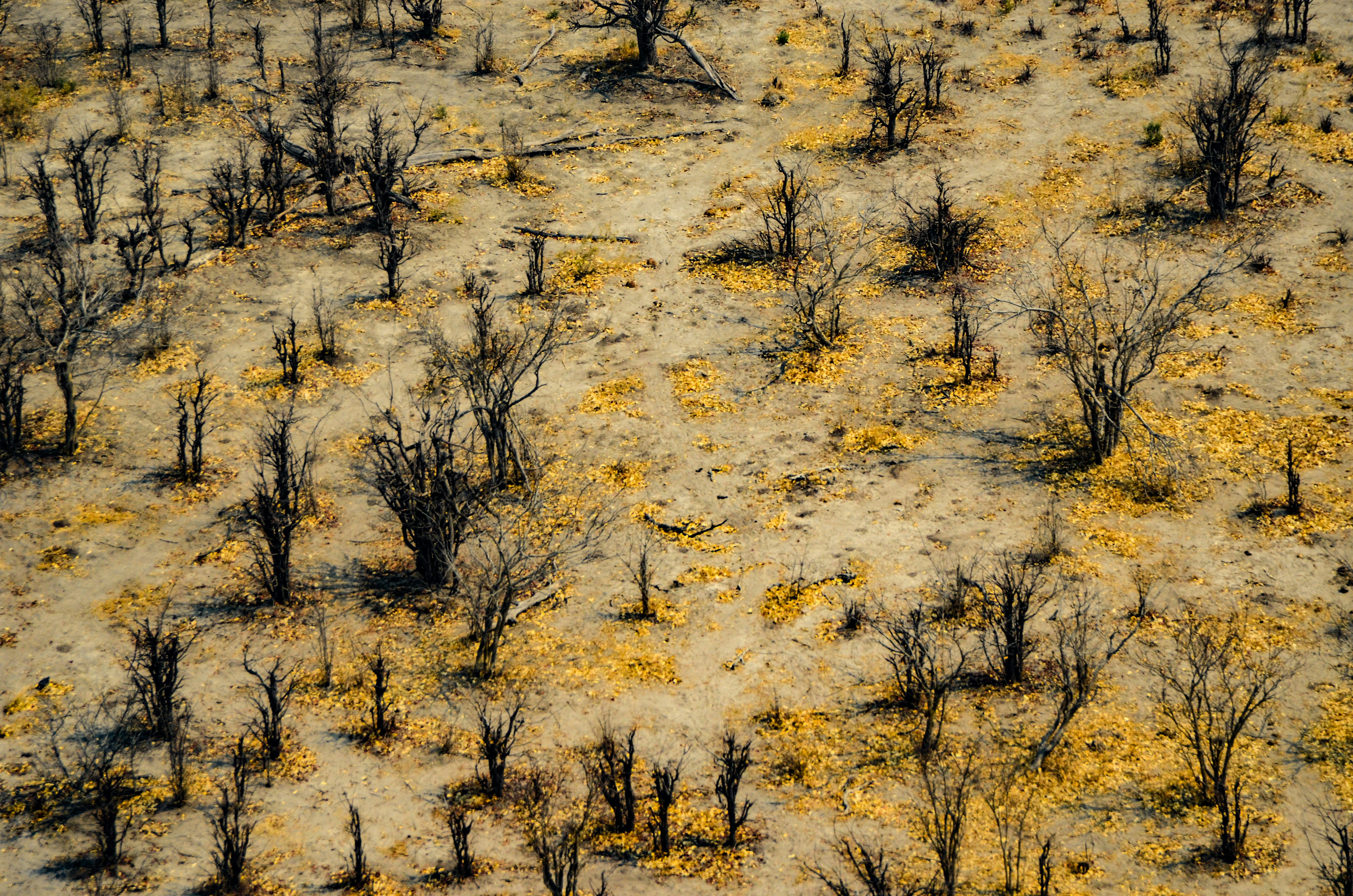 A group of dead trees in the middle of a field photo – Free Africa ...